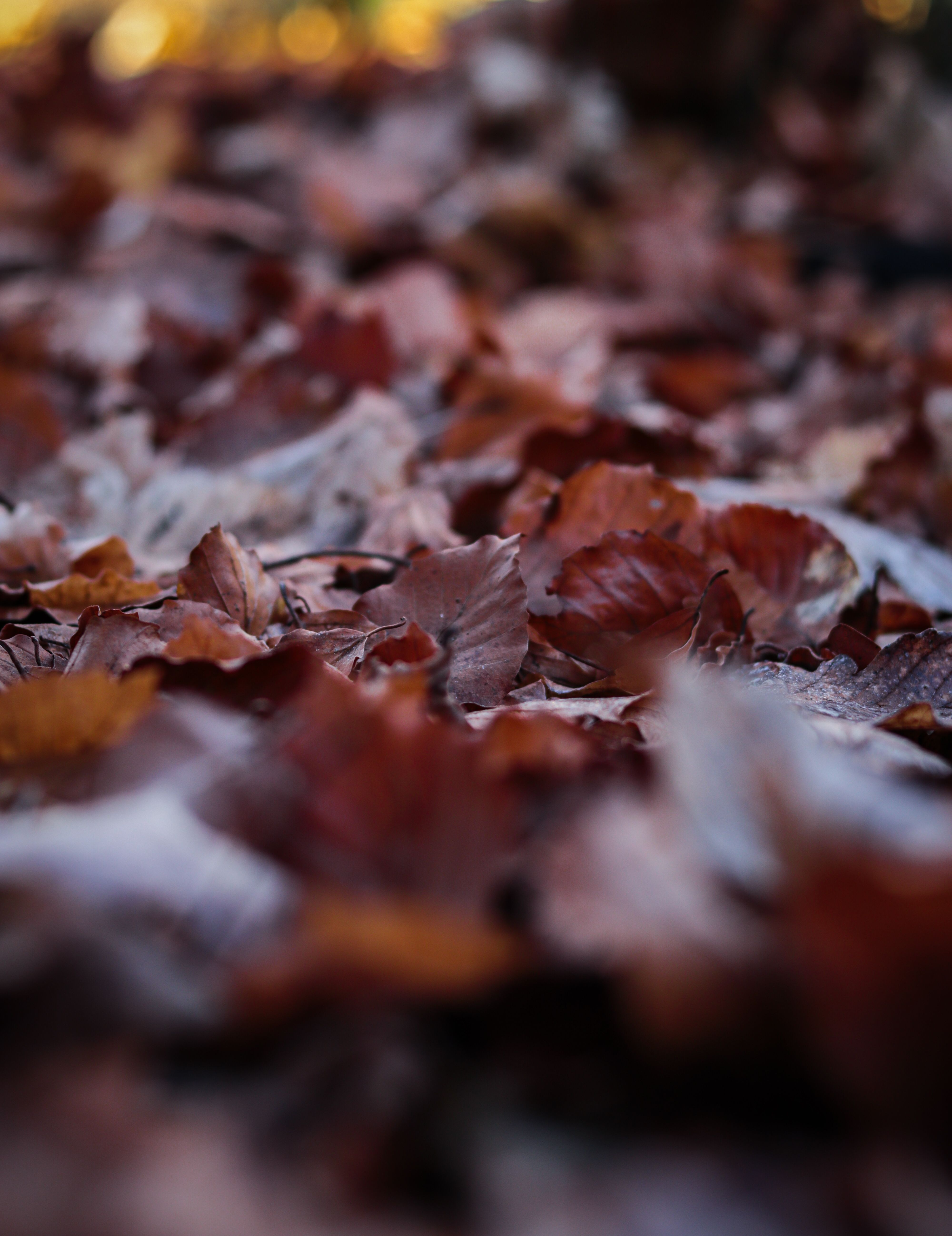 Close-Up Photo of Fallen Leaves · Free Stock Photo