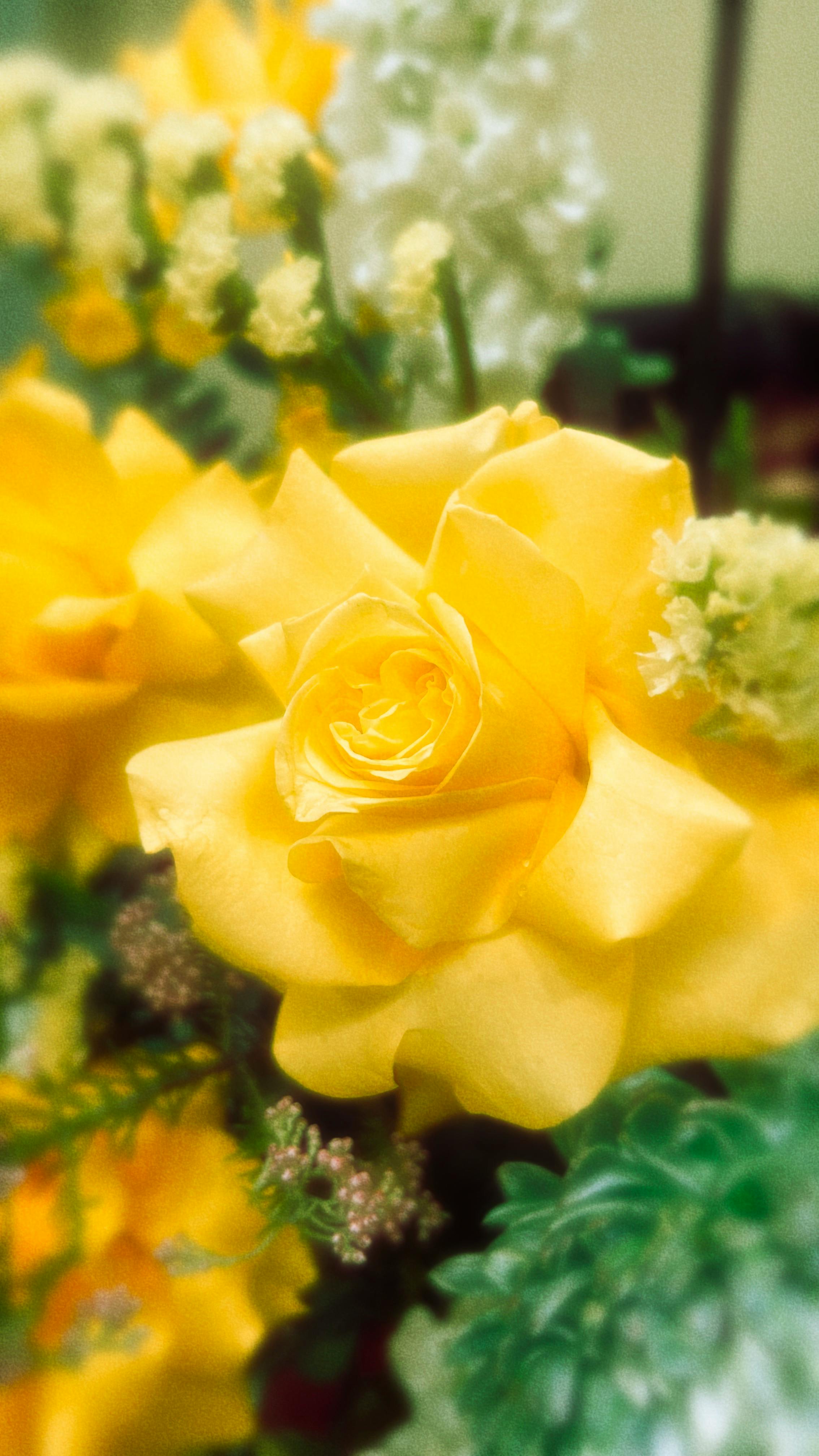 Top View of Yellow Rose · Free Stock Photo