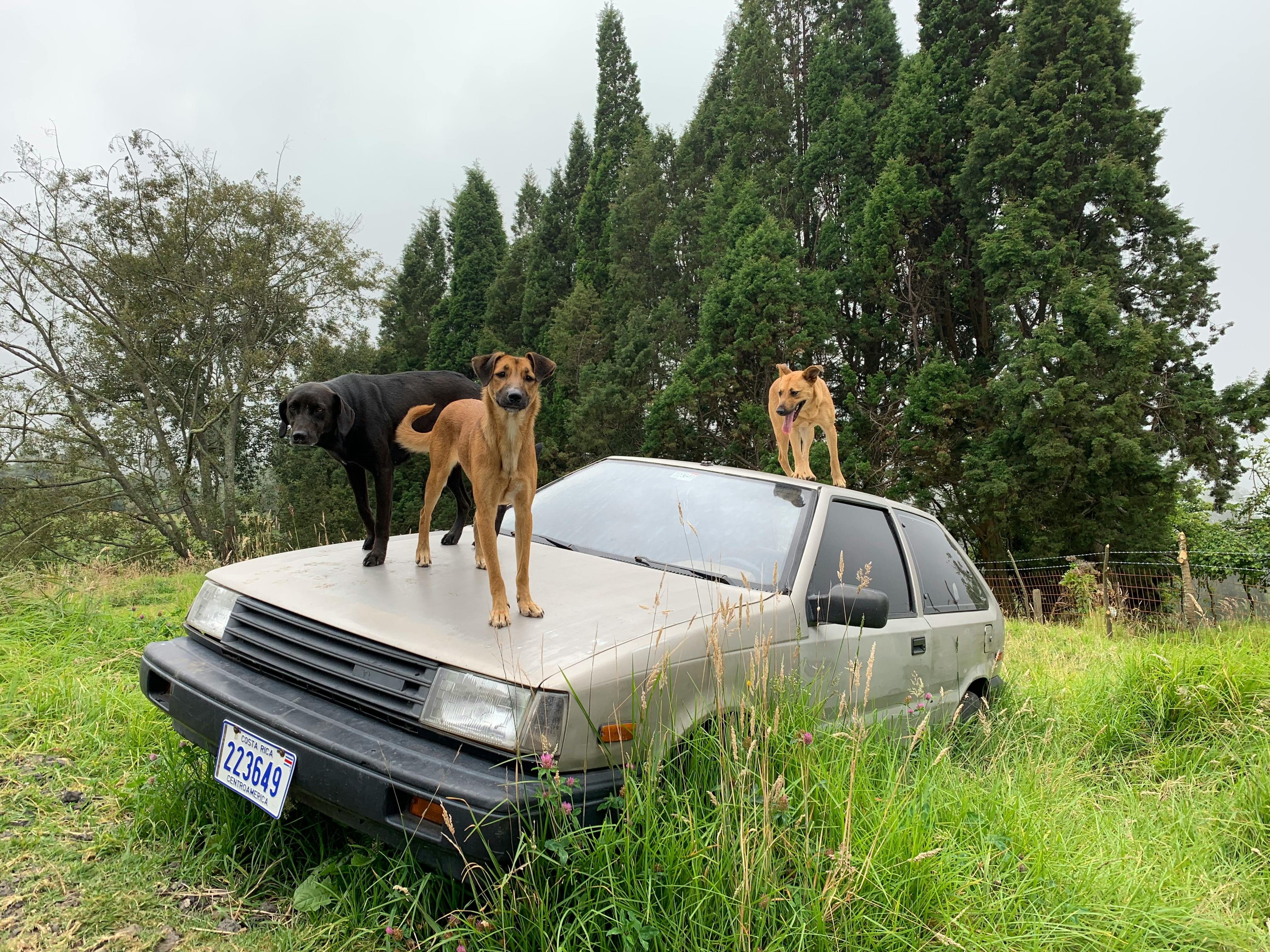 Three Dogs on Top of a Car Parked in High Grass · Free Stock Photo