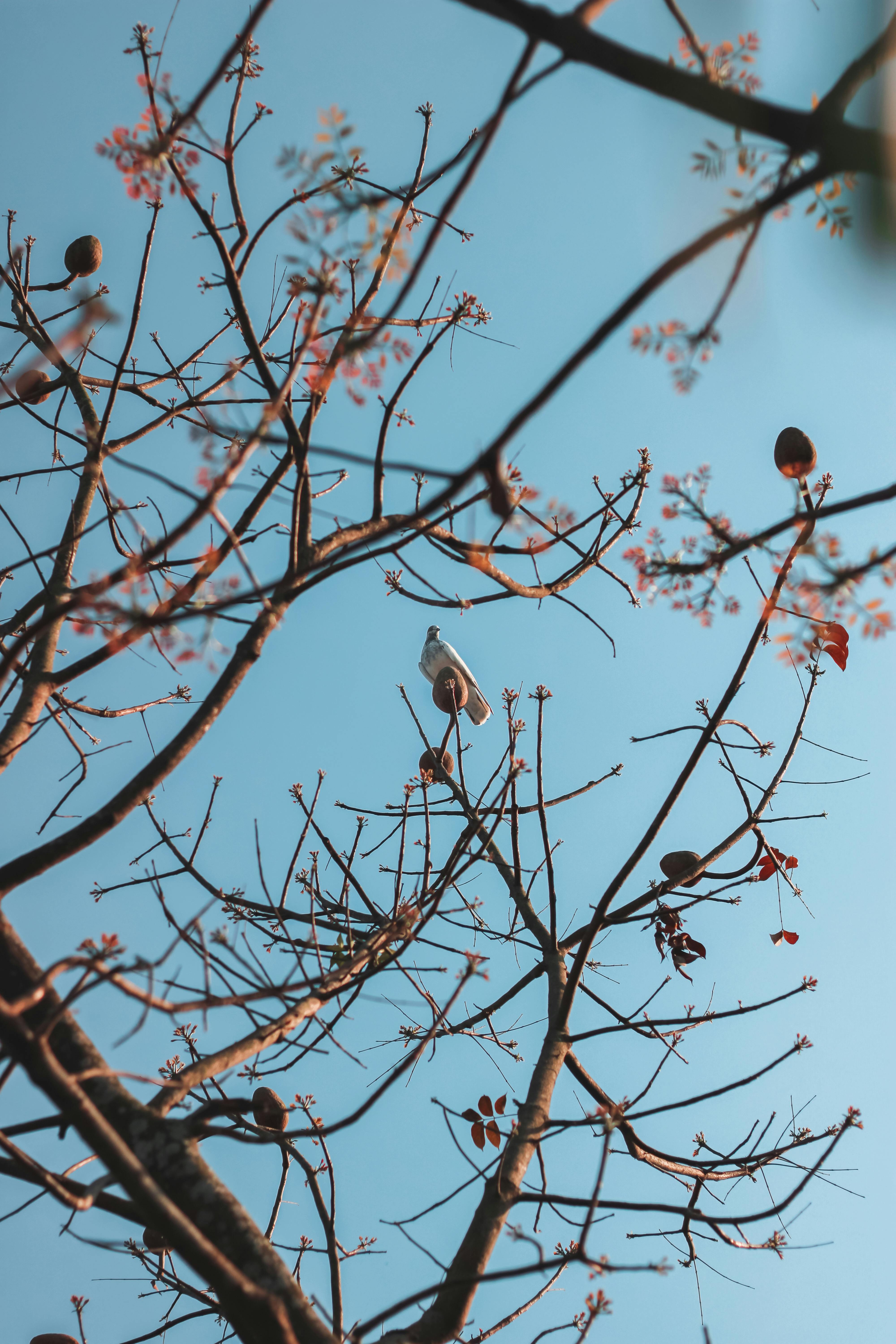 Nature Spring Photos, Download The BEST Free Nature Spring Stock Photos ...