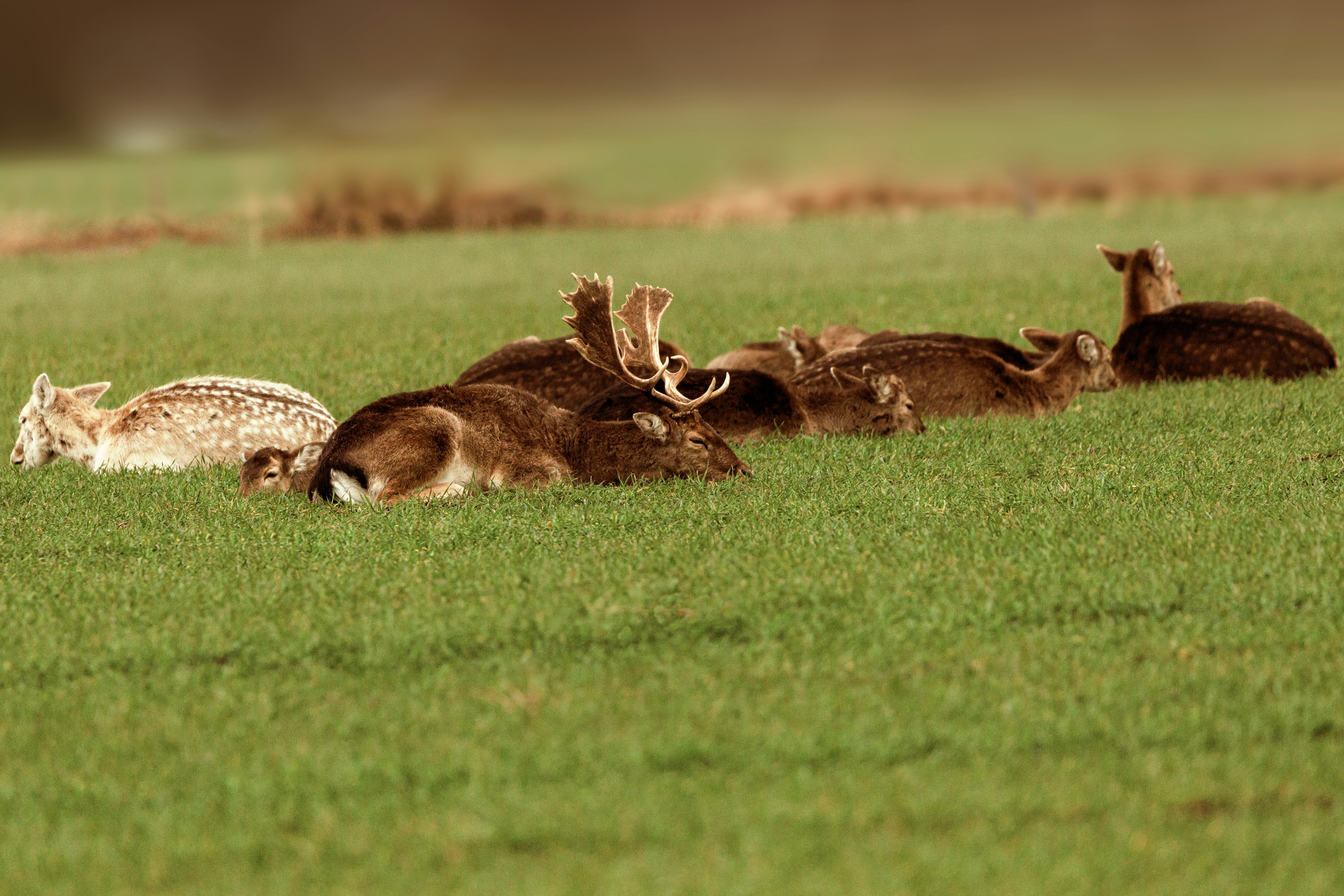 Buck and Deer Resting · Free Stock Photo