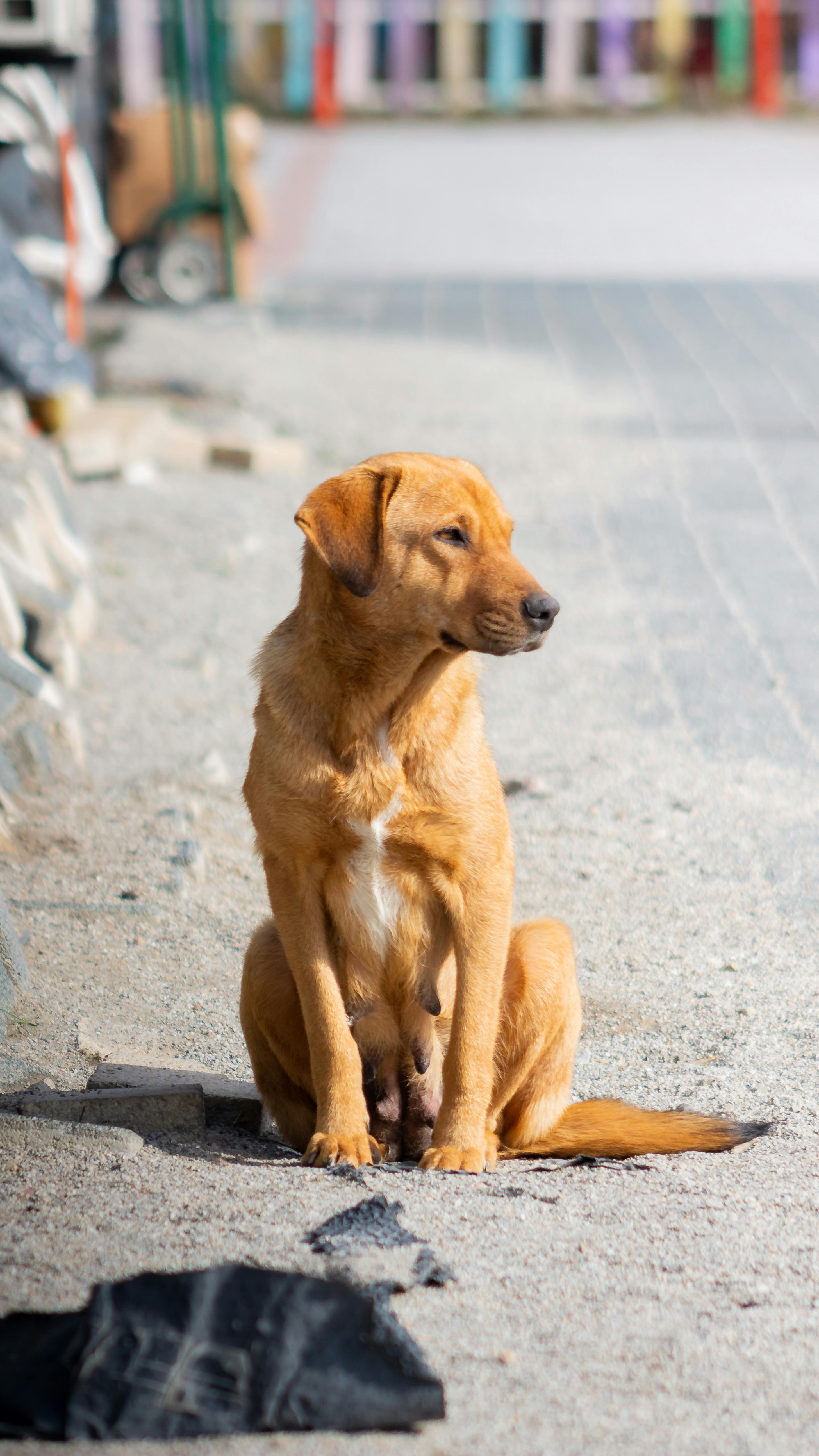 Mexico Stray Dogs Photos, Download The BEST Free Mexico Stray Dogs ...
