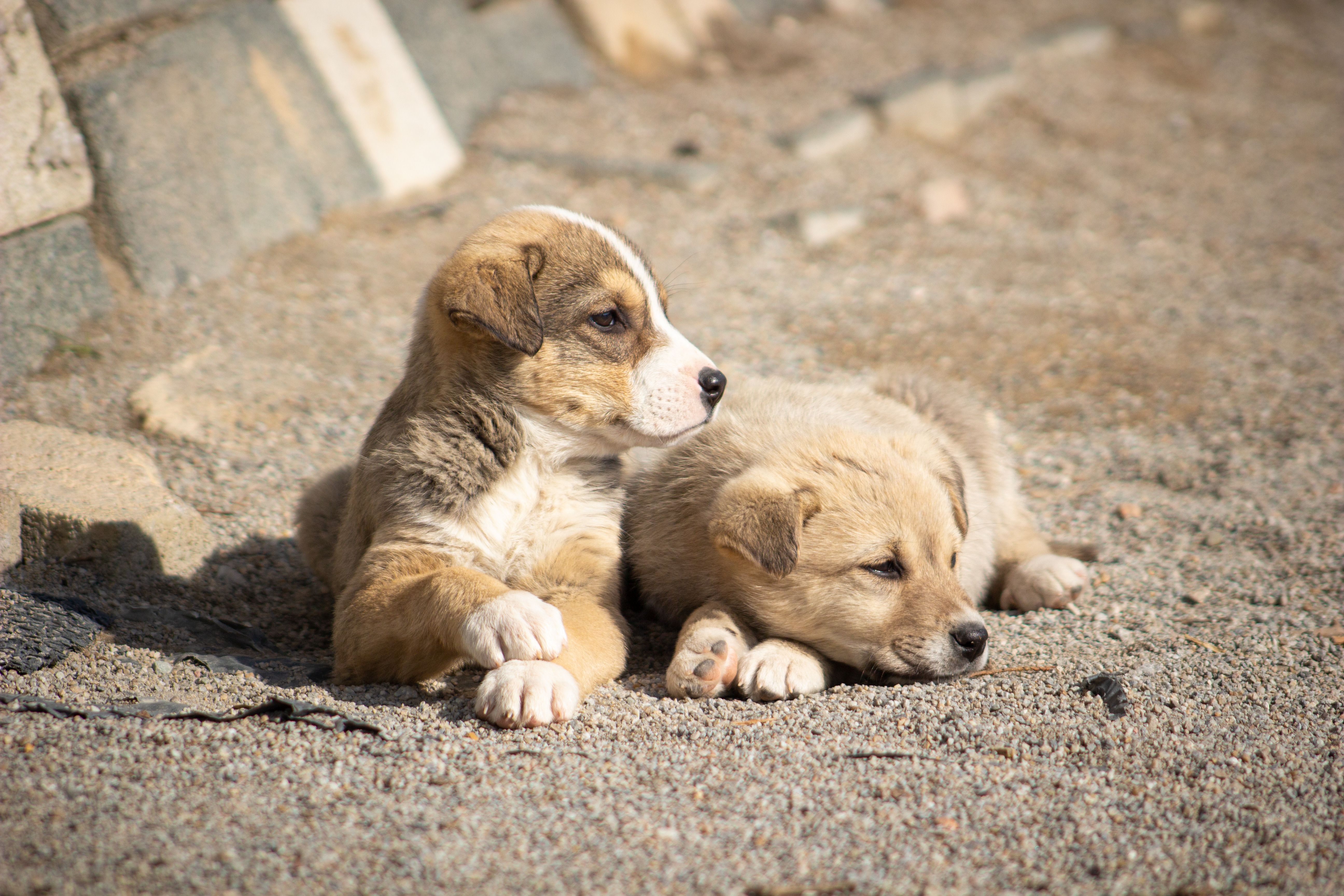 Puppies Lying Down on Ground · Free Stock Photo