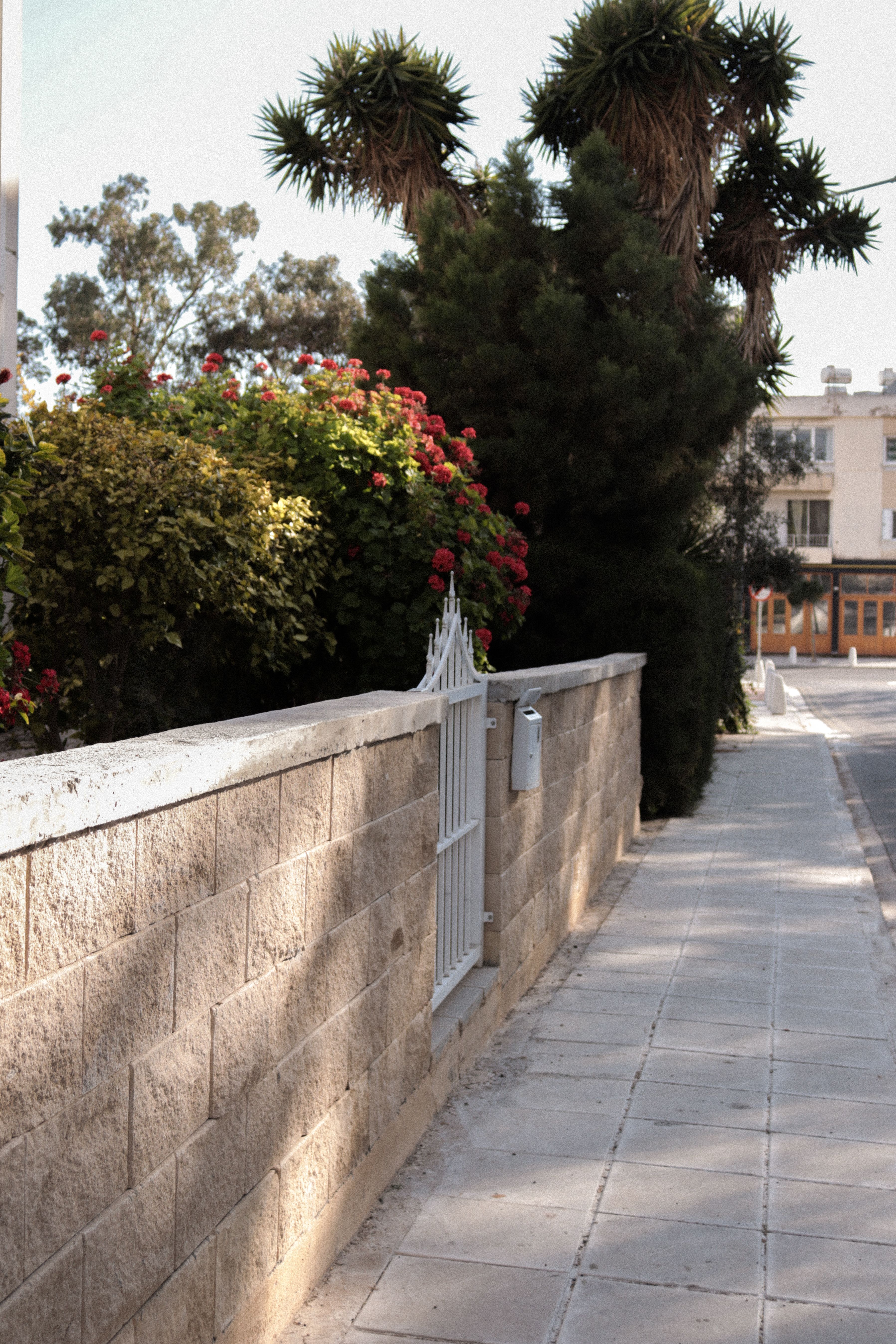 Sunny street with blossom garden · Free Stock Photo