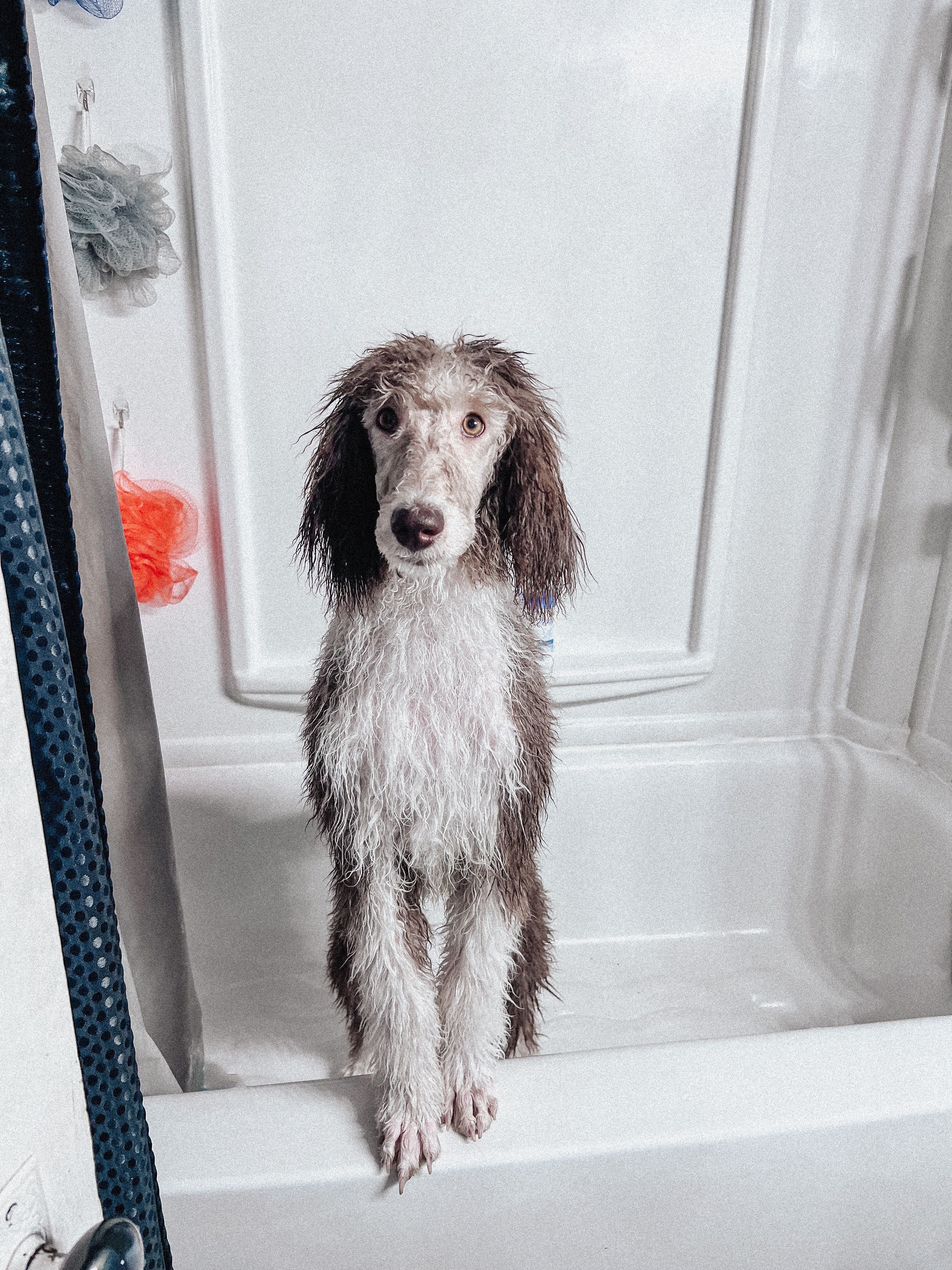 Puppy Shower Photos, Download The BEST Free Puppy Shower Stock Photos ...
