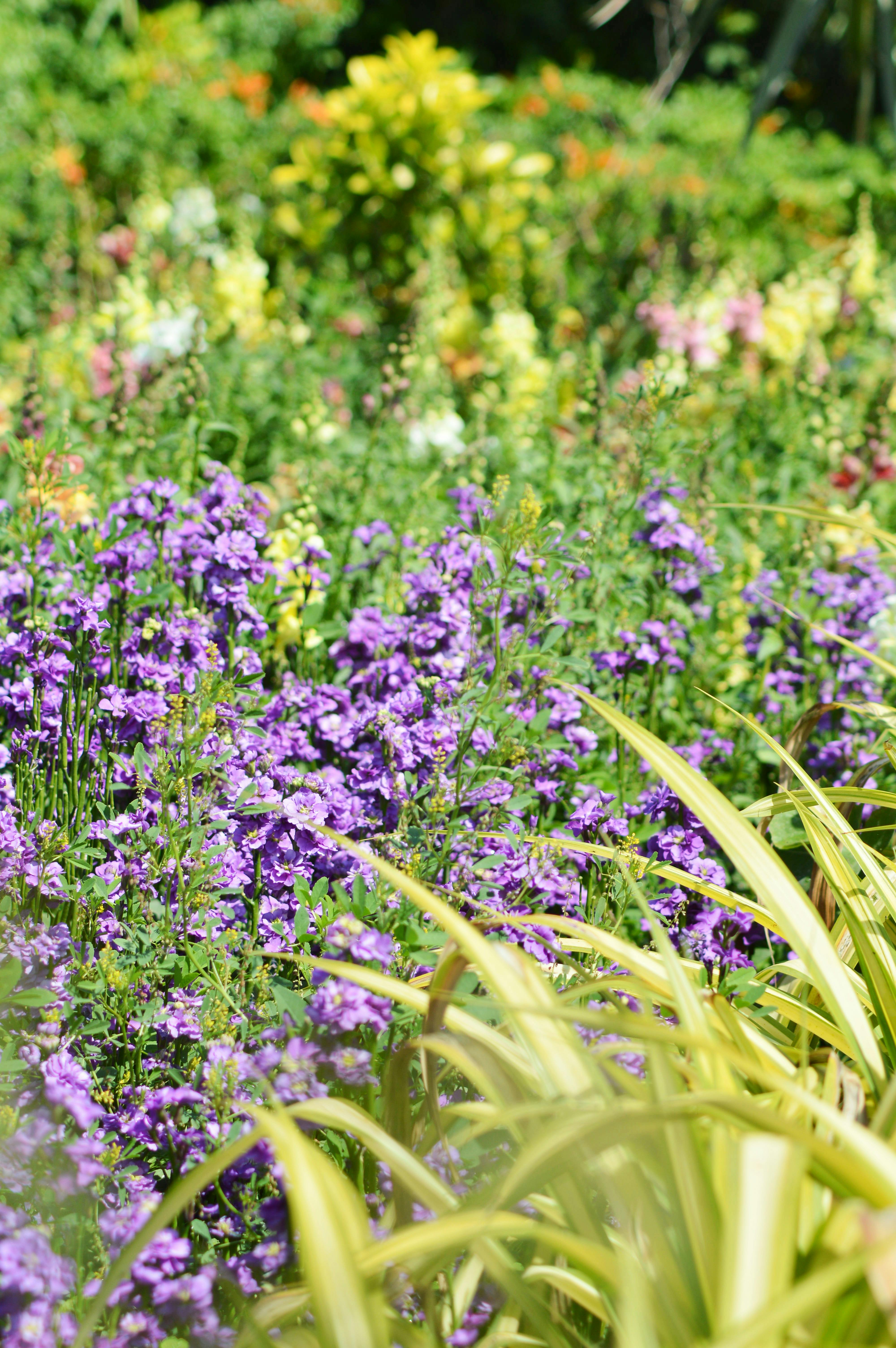 Adil Badshah - Photography