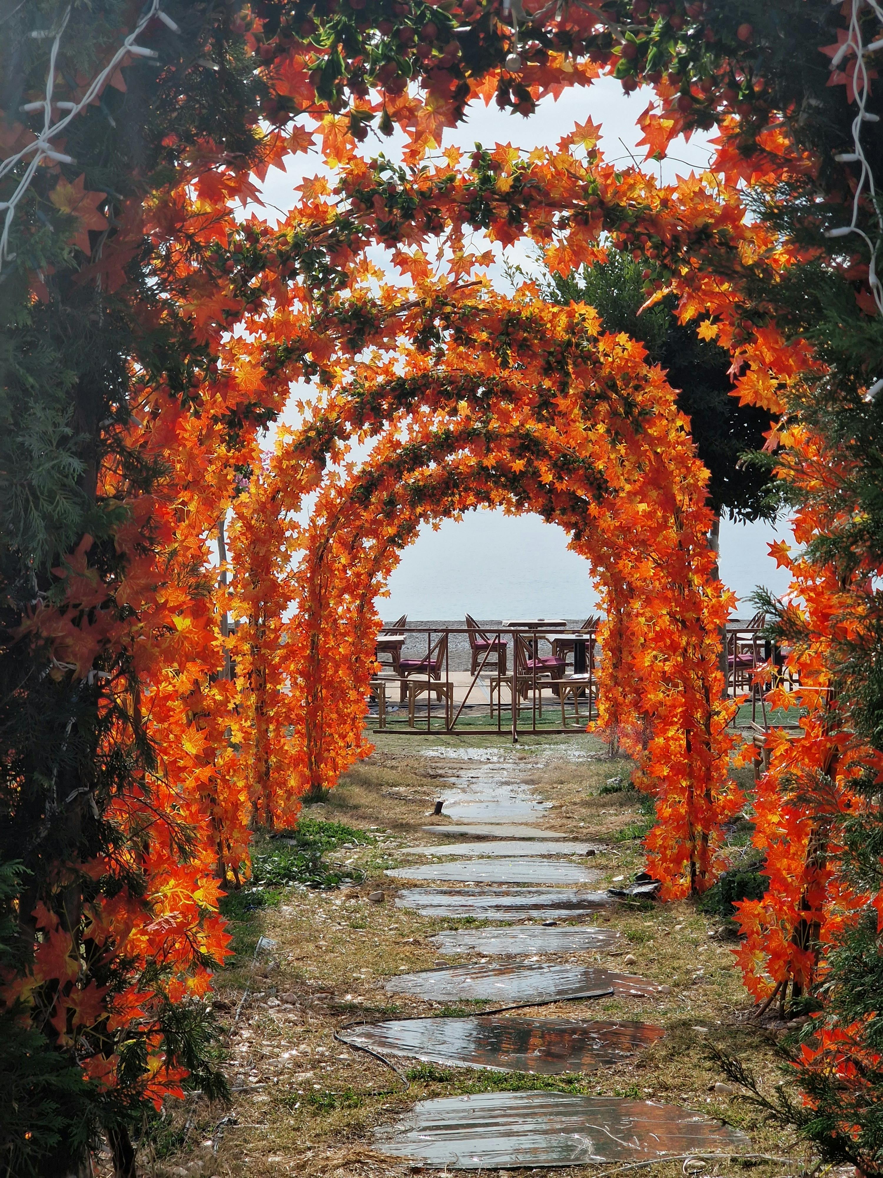 Flower Arch Photos, Download The BEST Free Flower Arch Stock Photos ...