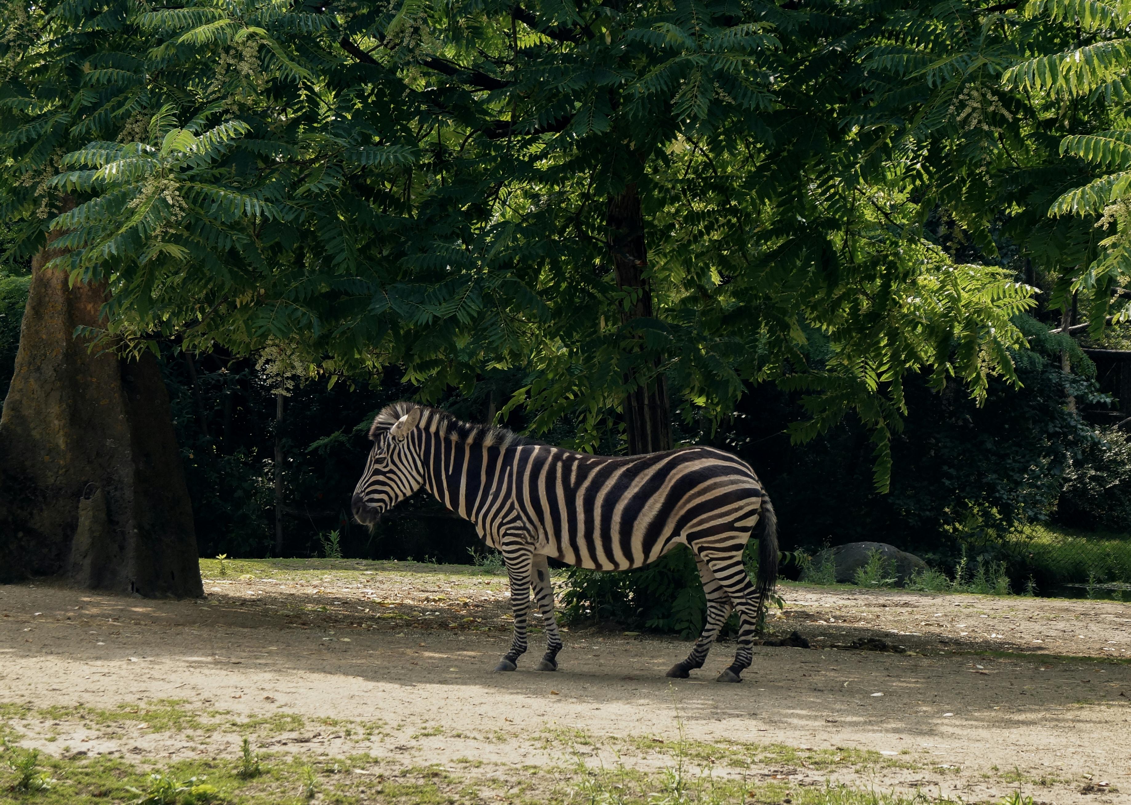 Zebra in Zoo · Free Stock Photo