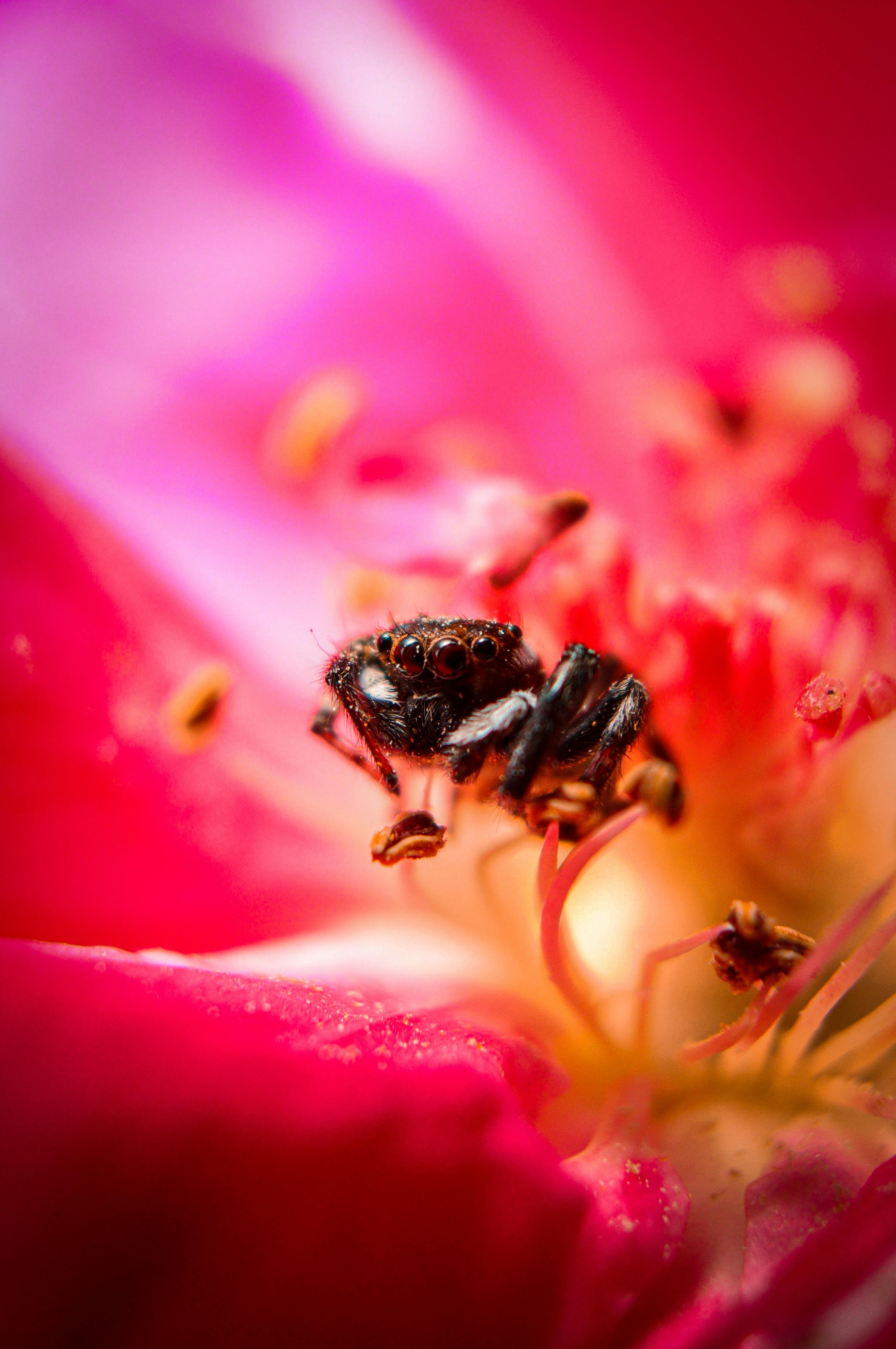 Close up of Spider on Flower Stamens · Free Stock Photo
