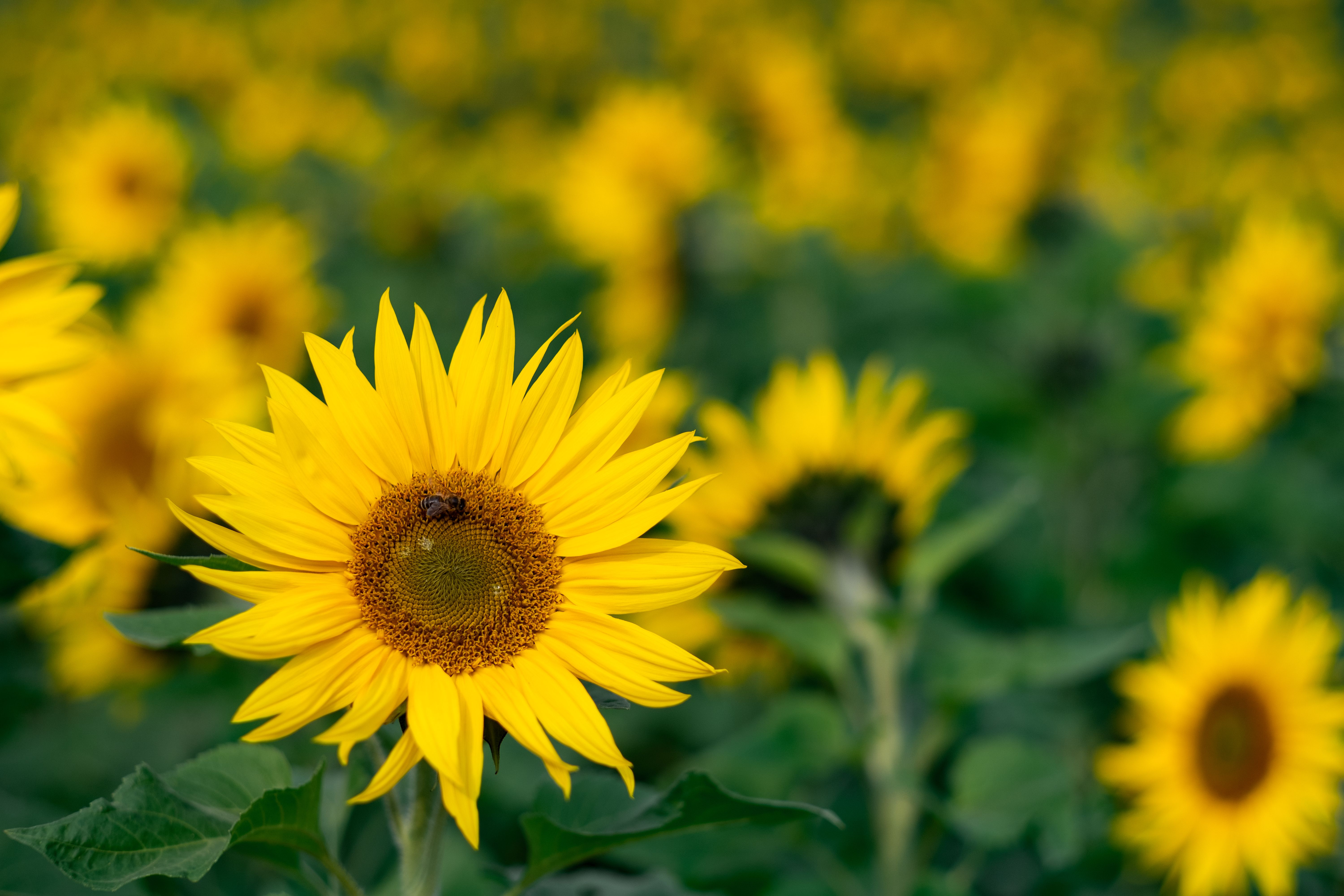 Sunflower Plant · Free Stock Photo