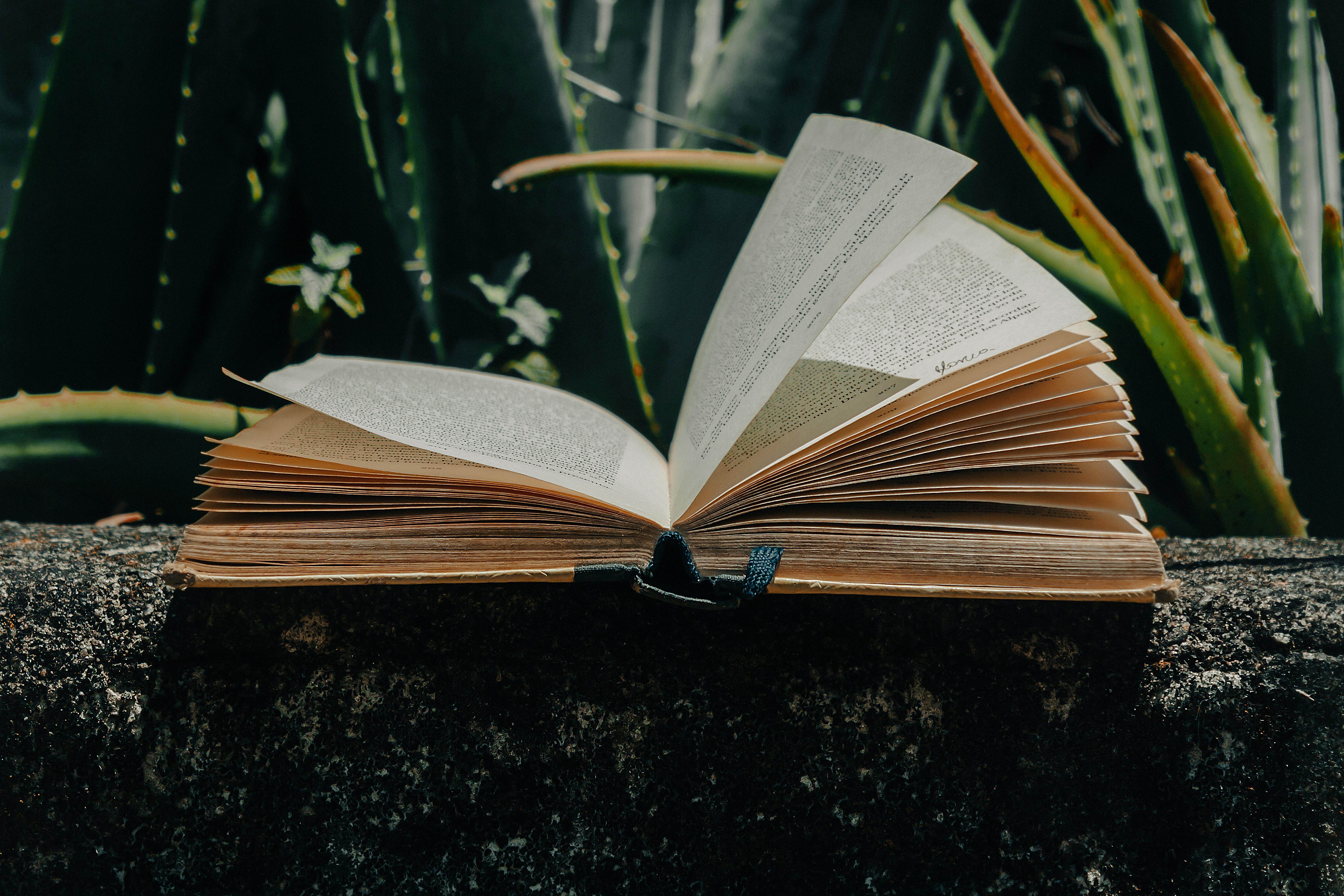 Open Book on Wall and Cactus behind · Free Stock Photo