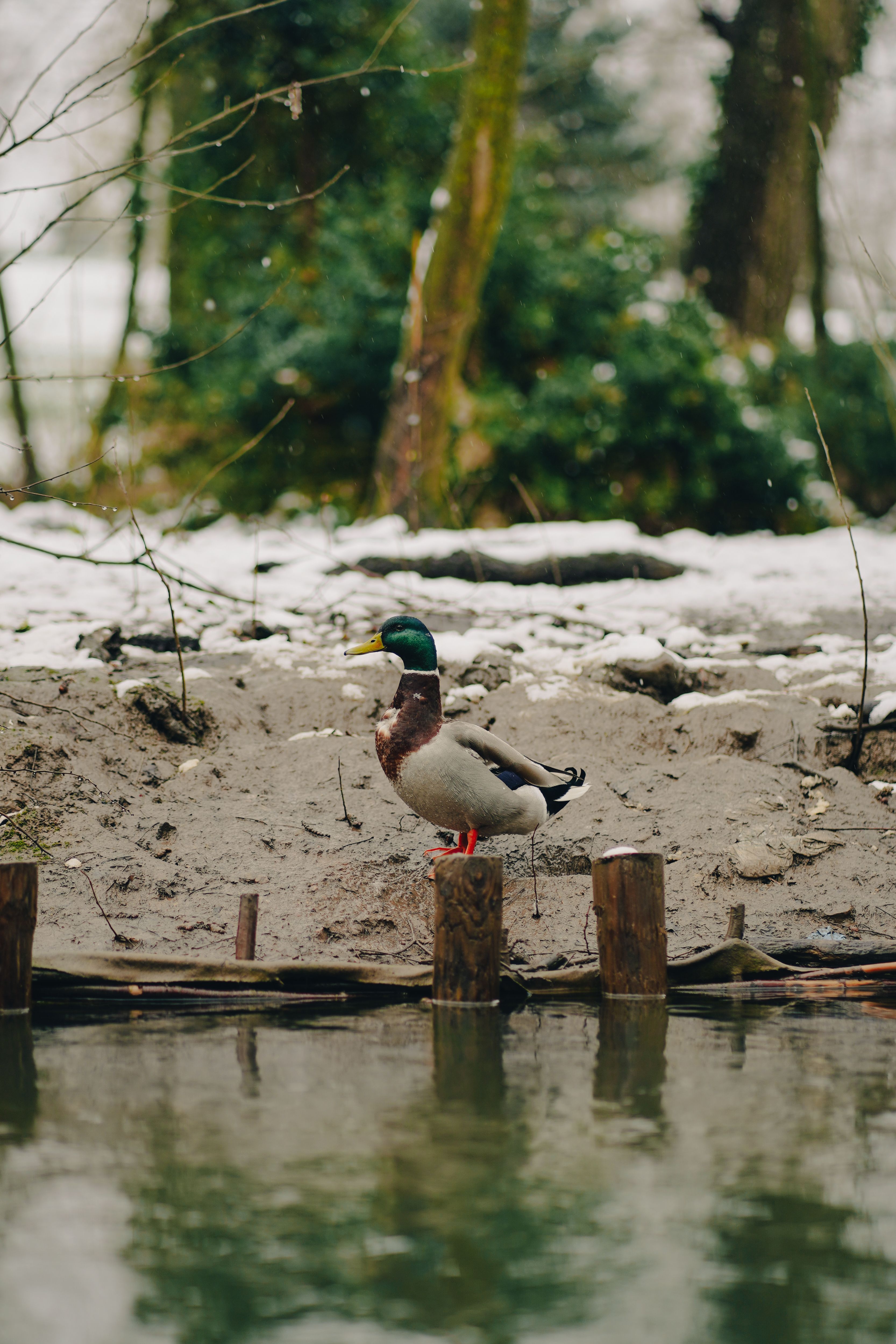2 Ducks On A Log Photos, Download The BEST Free 2 Ducks On A Log Stock ...