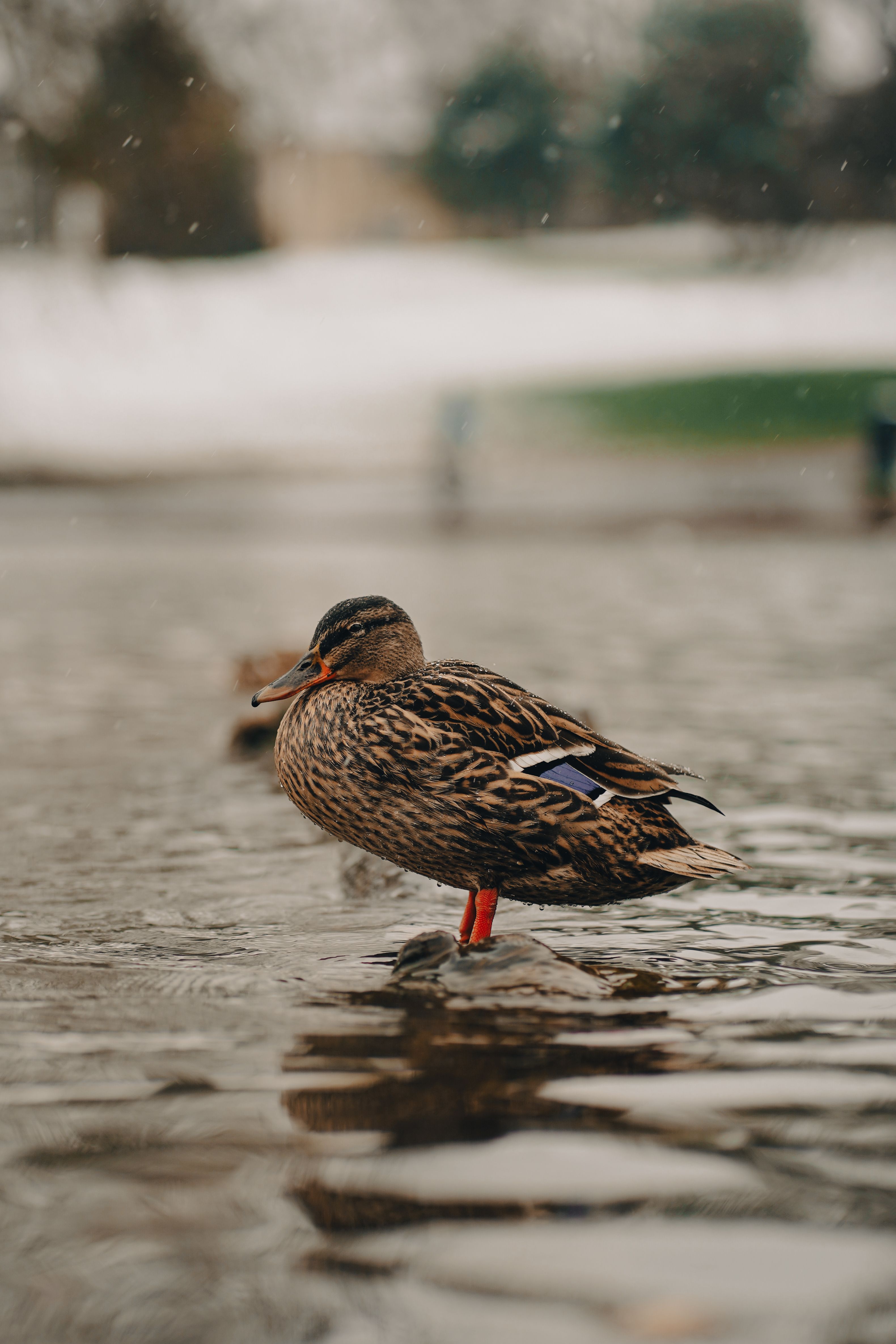 Snow Duck Photos, Download The BEST Free Snow Duck Stock Photos & HD Images