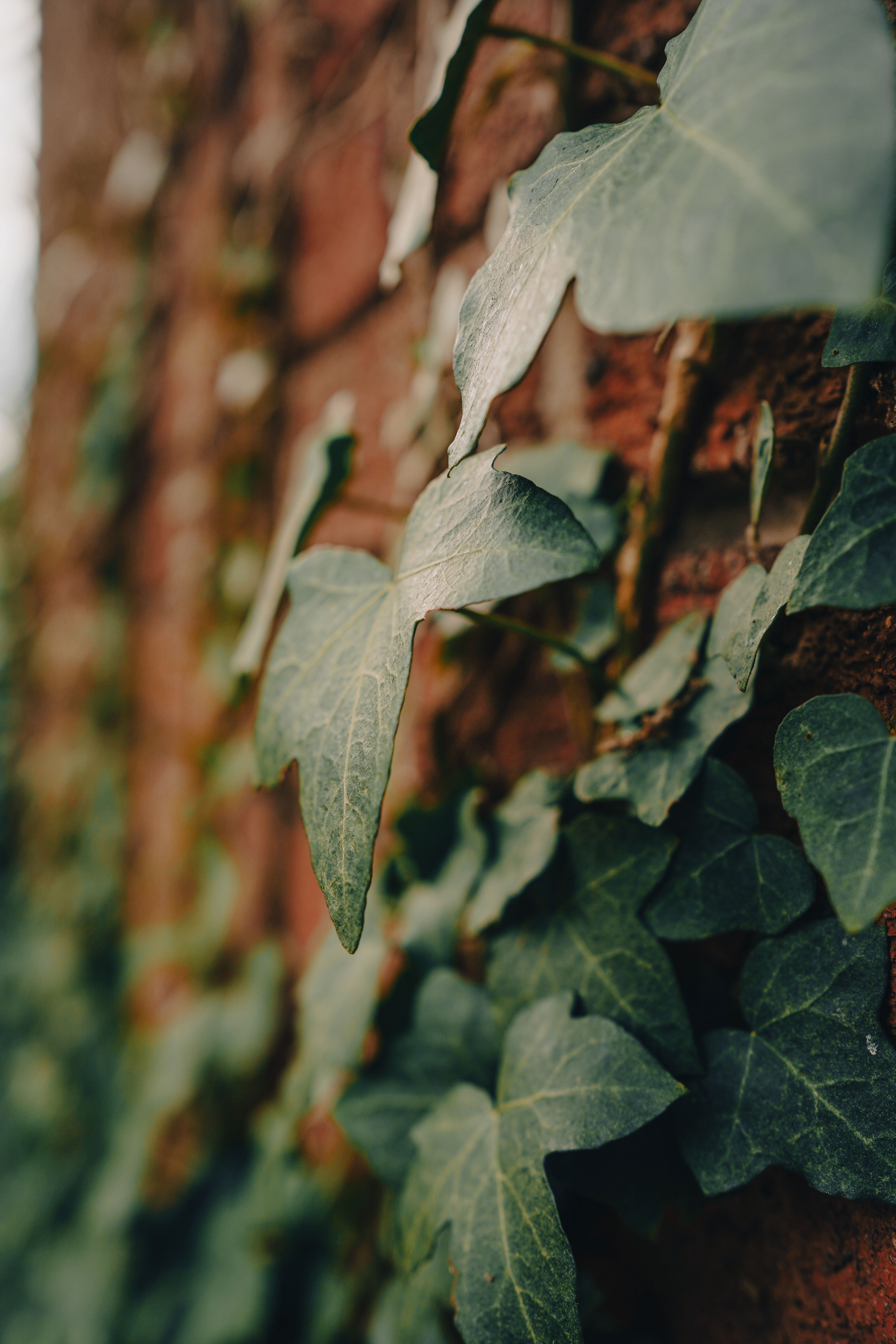 Close-up of Ivy Plant Growing on Brick Wall · Free Stock Photo