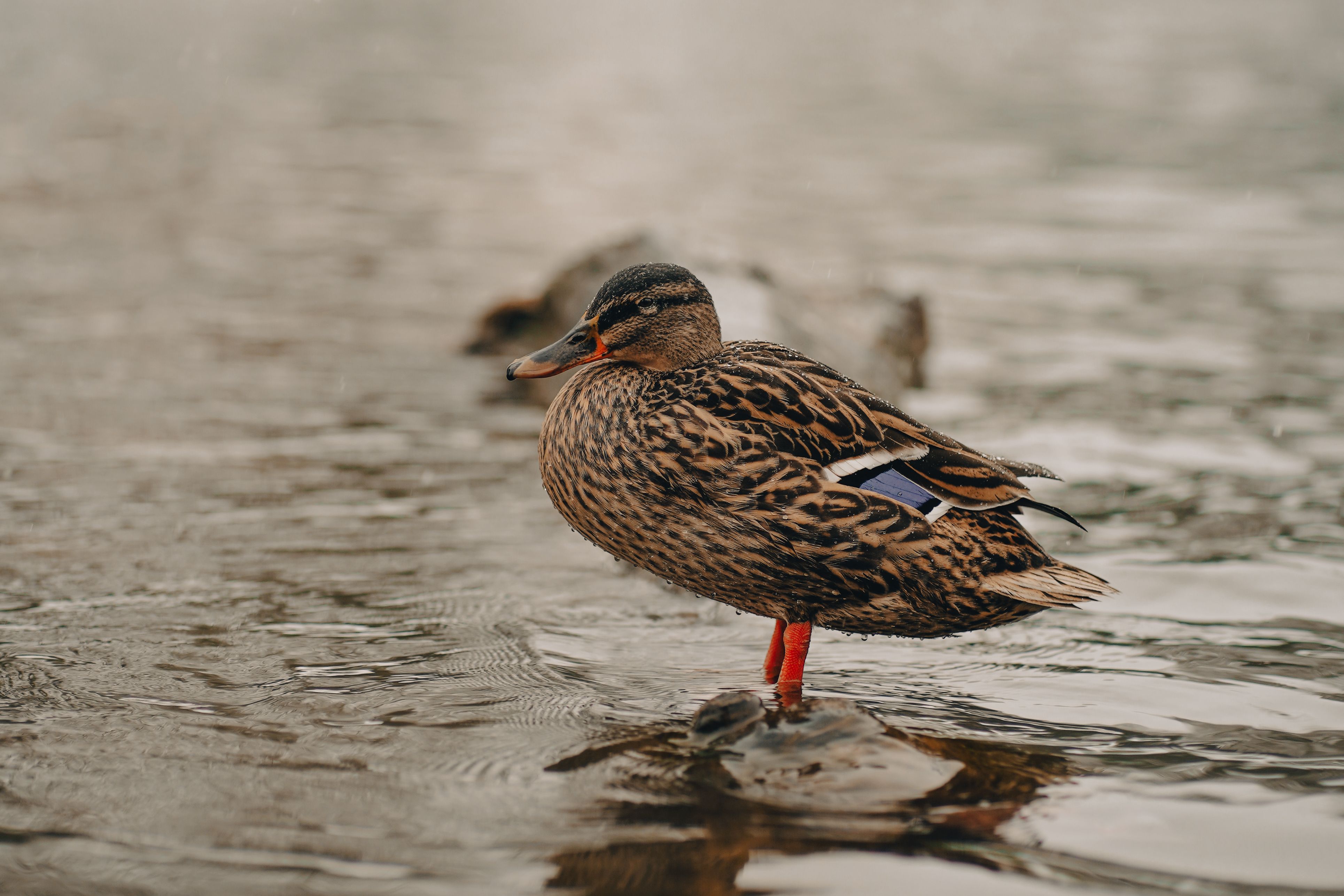 Cartoon Duck Photos, Download The BEST Free Cartoon Duck Stock Photos ...