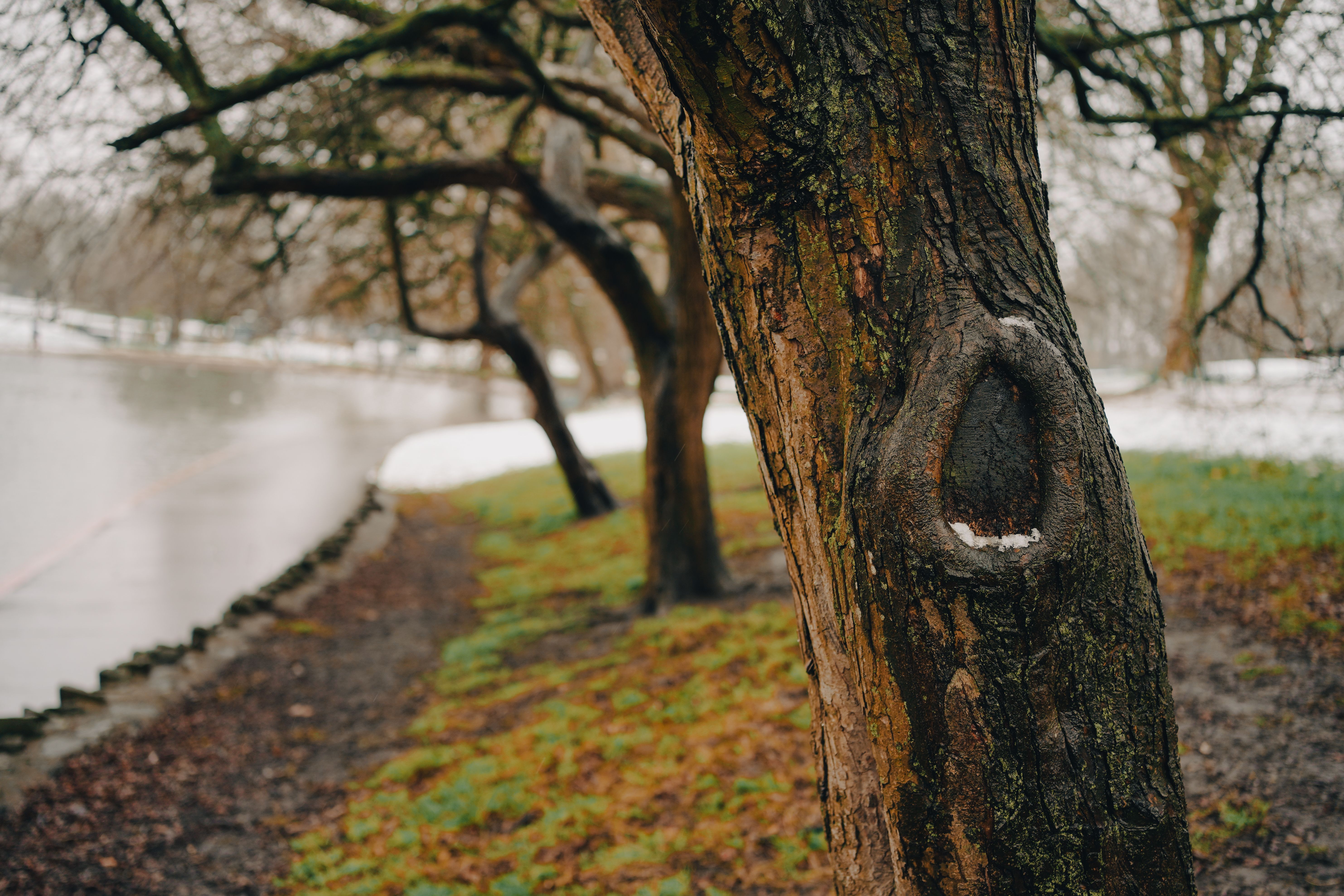 Close up of Tree in Winter · Free Stock Photo