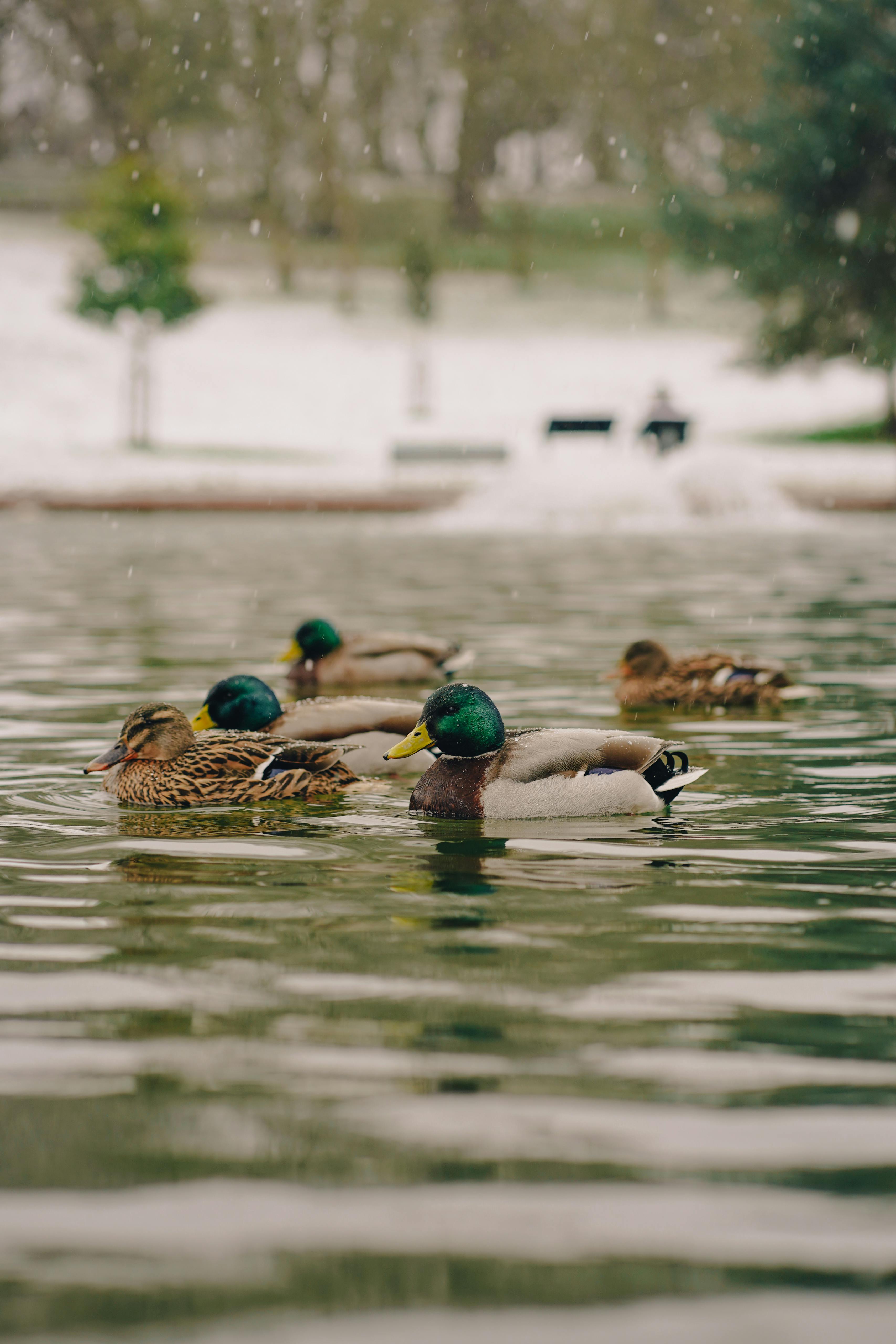 Ducks in Lake at Park · Free Stock Photo