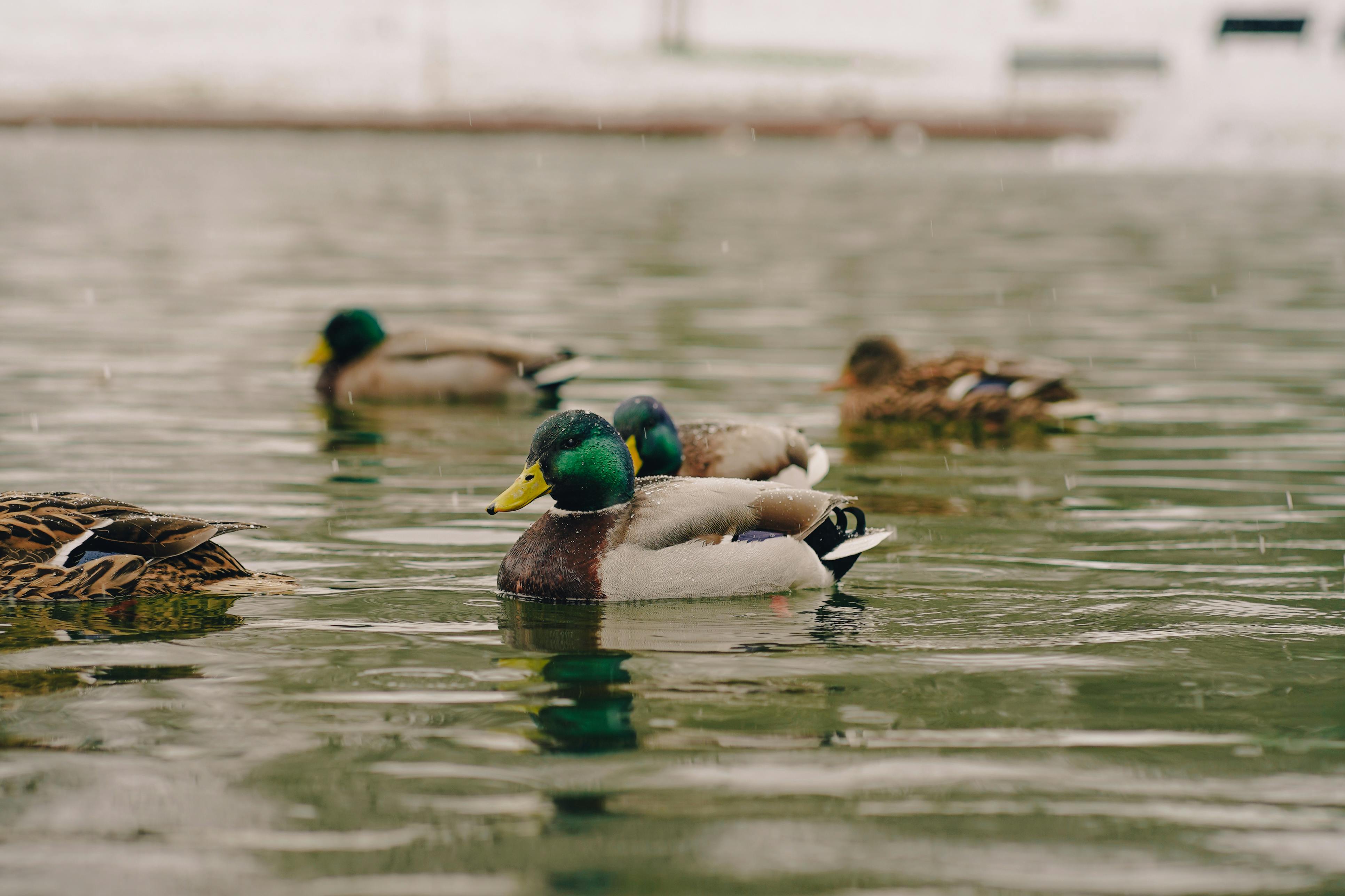 Duck in Water · Free Stock Photo