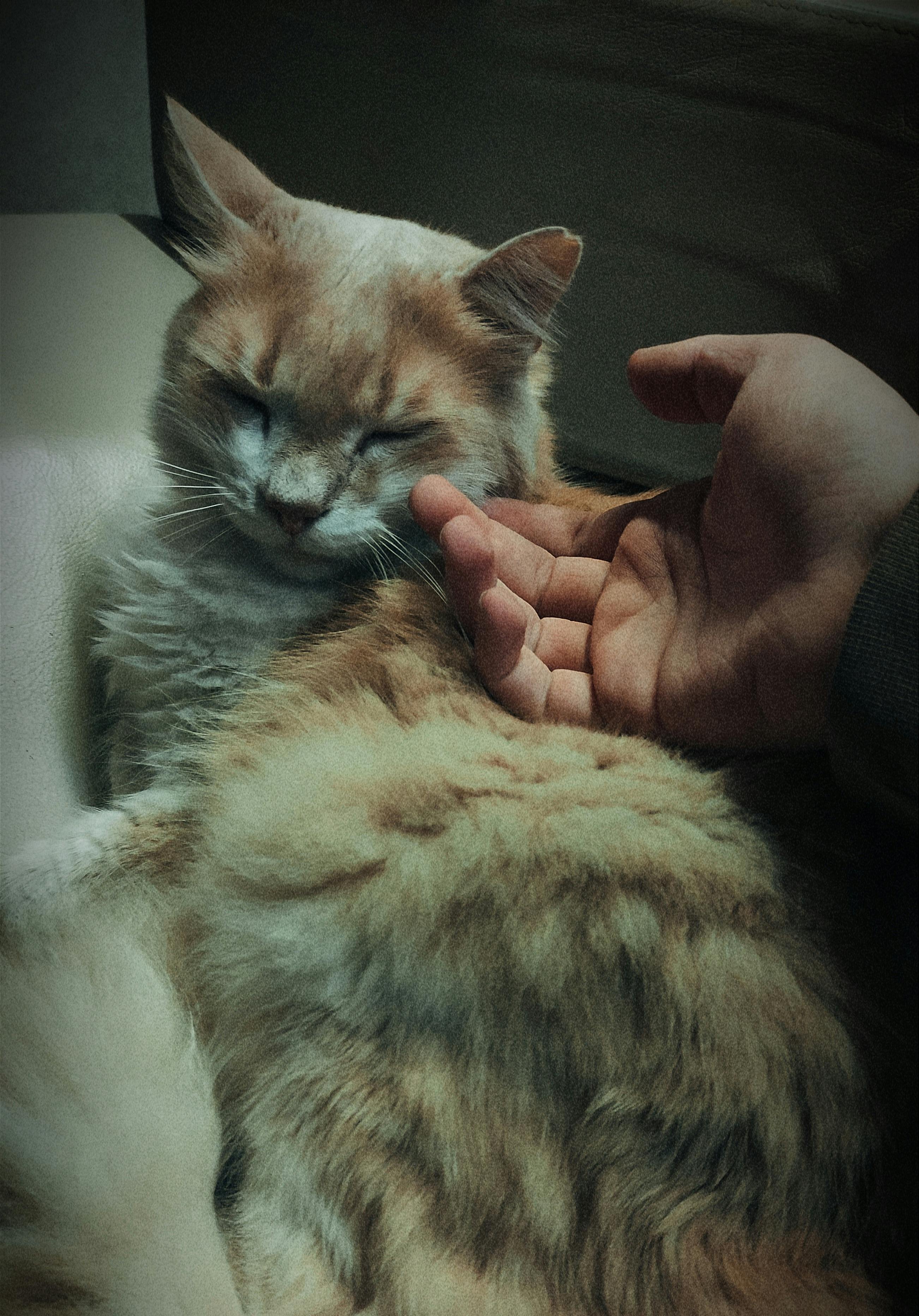 Hand Touching Cat · Free Stock Photo