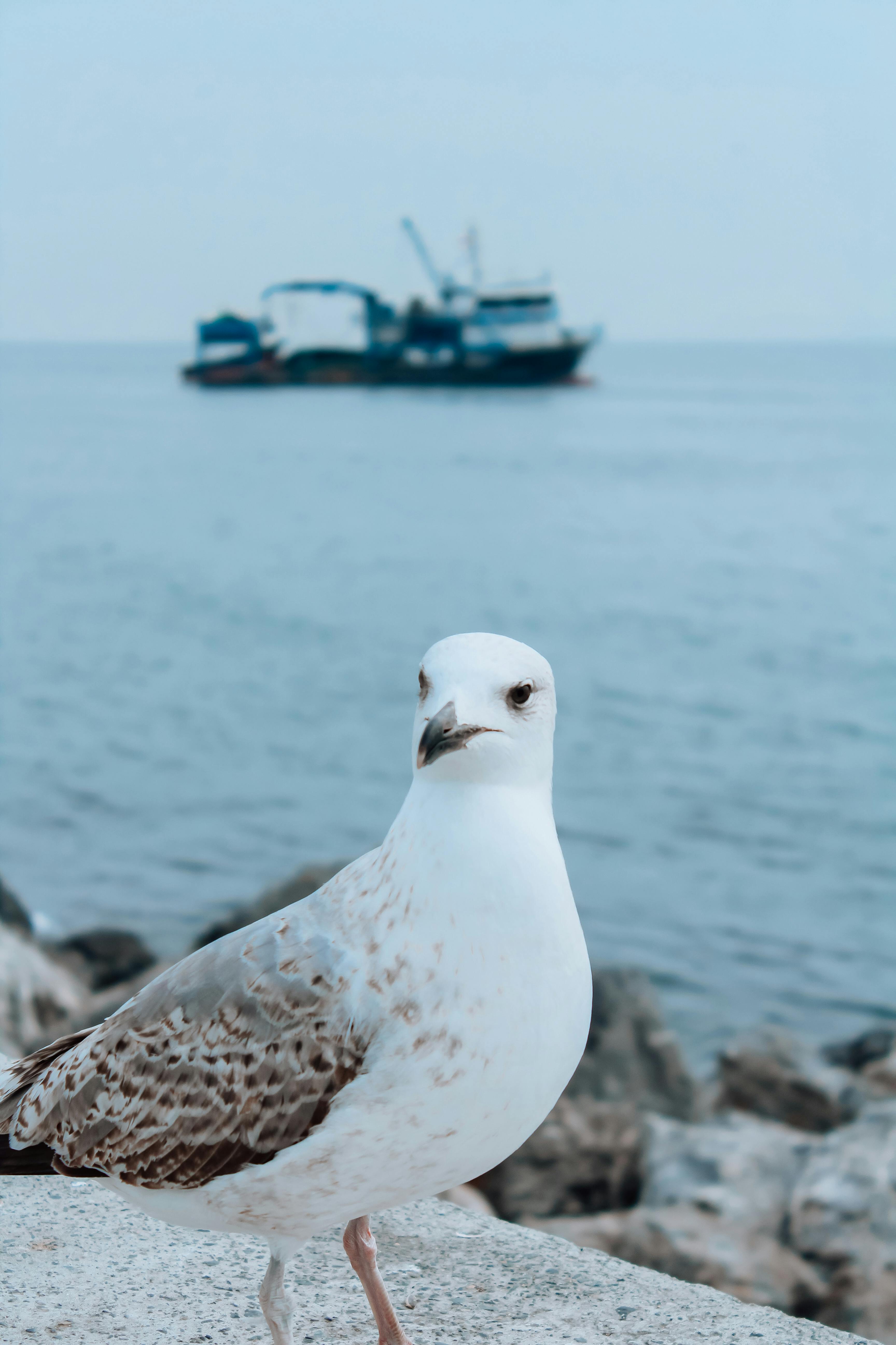 Koka Bird Photos, Download The BEST Free Koka Bird Stock Photos & HD Images