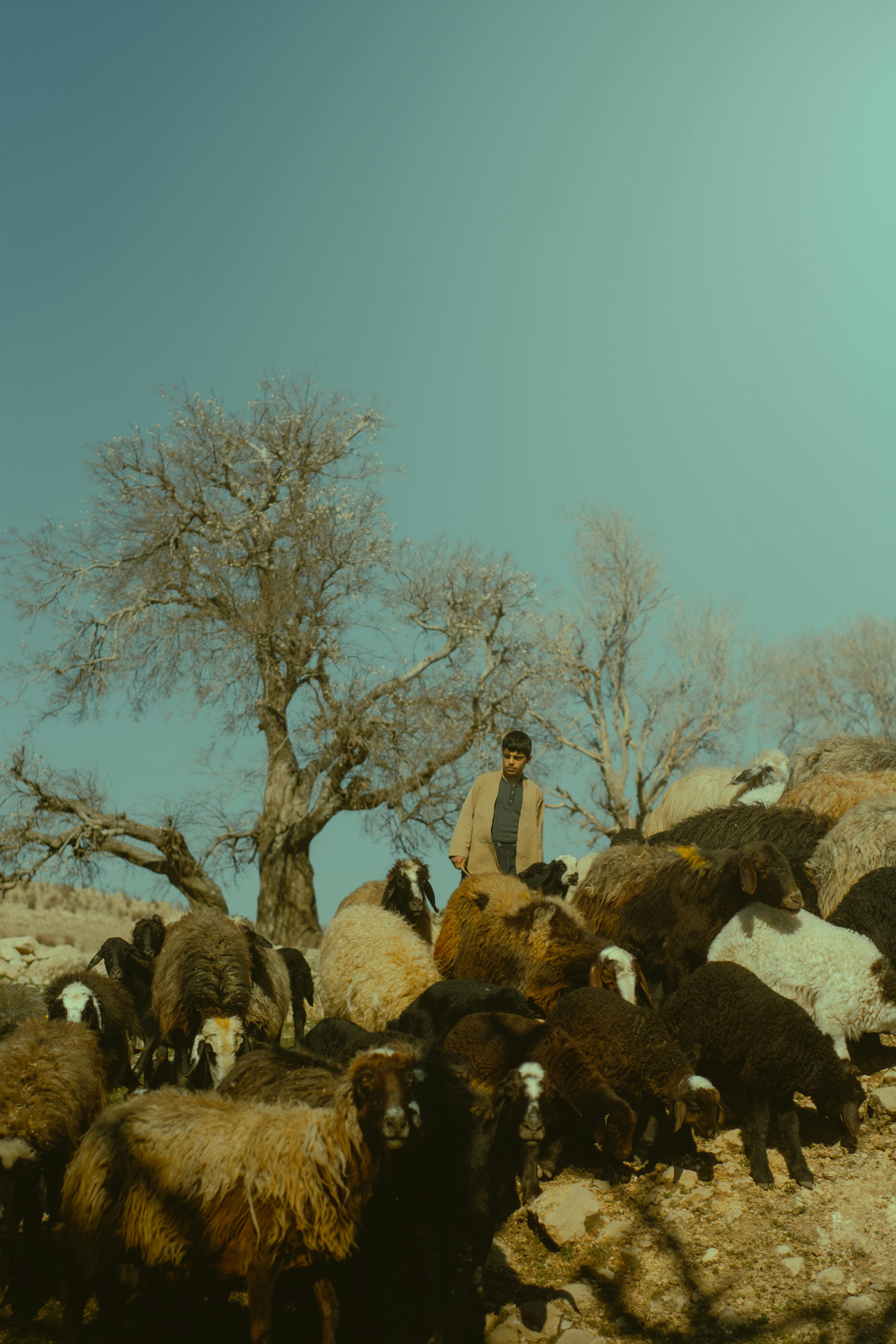 People Watching Sheep by Feeder · Free Stock Photo