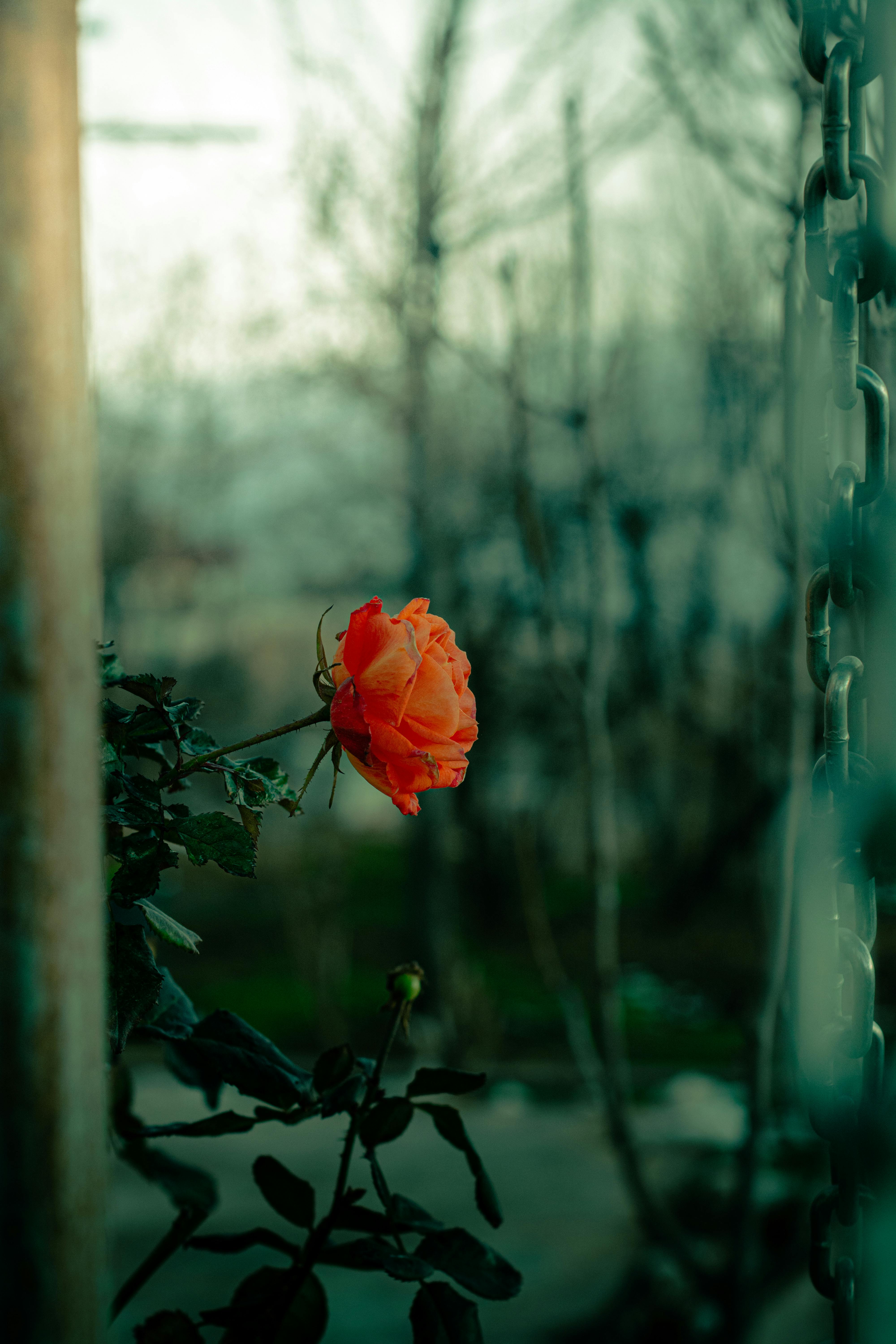 Khalifan Photos, Download The BEST Free Khalifan Stock Photos & HD Images