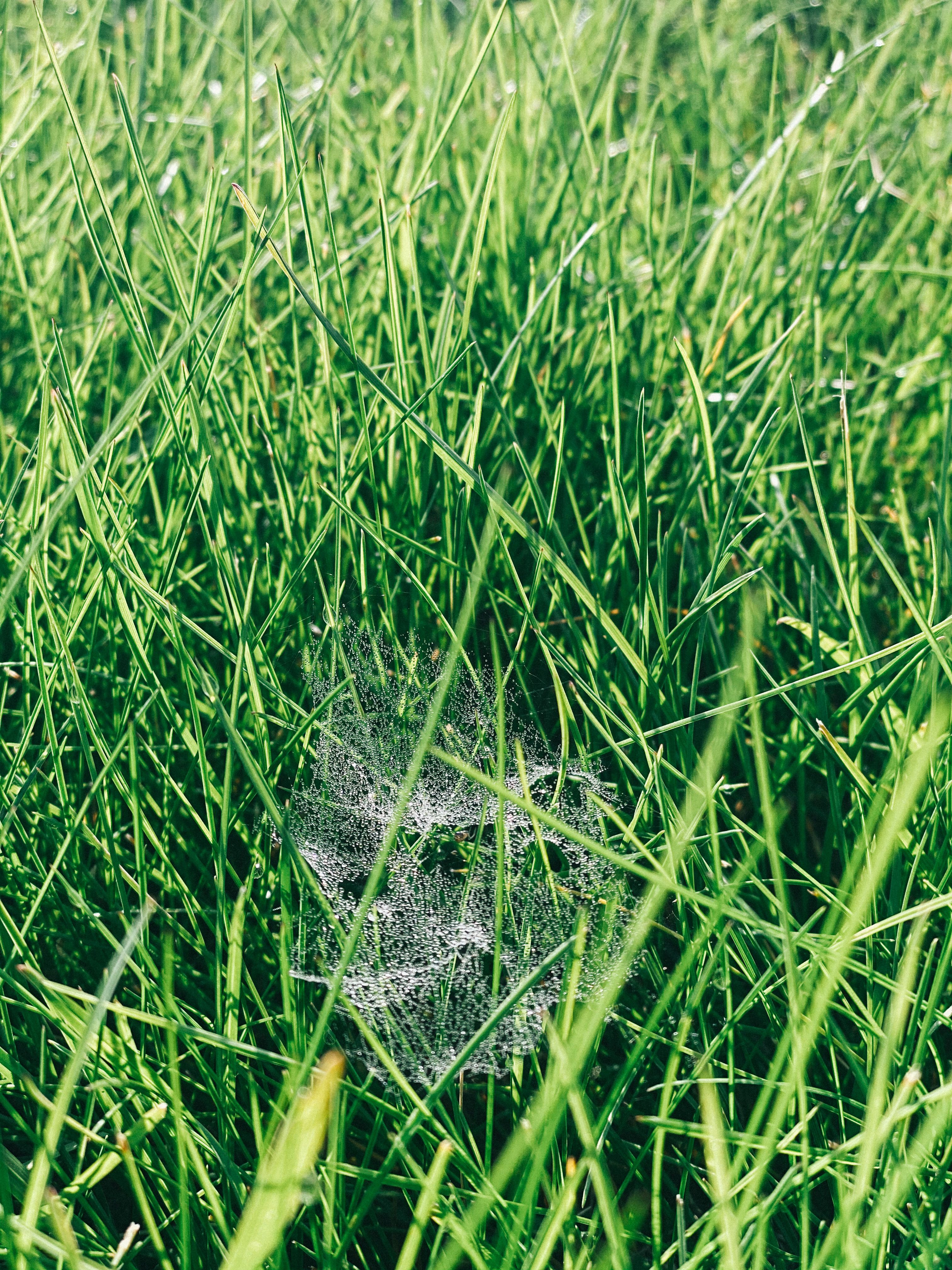 Web on Green Grass in Field · Free Stock Photo