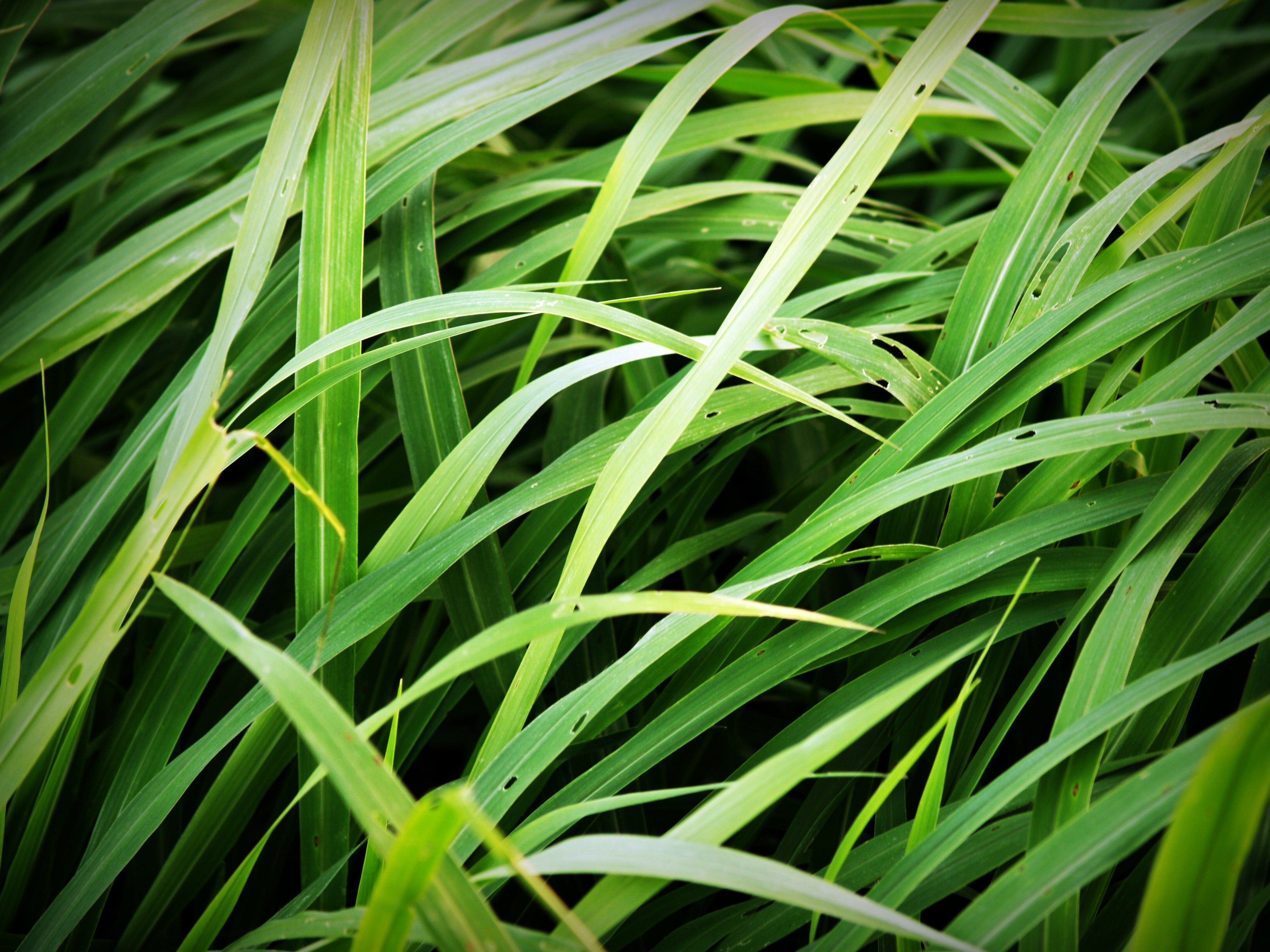 Green Grass · Free Stock Photo