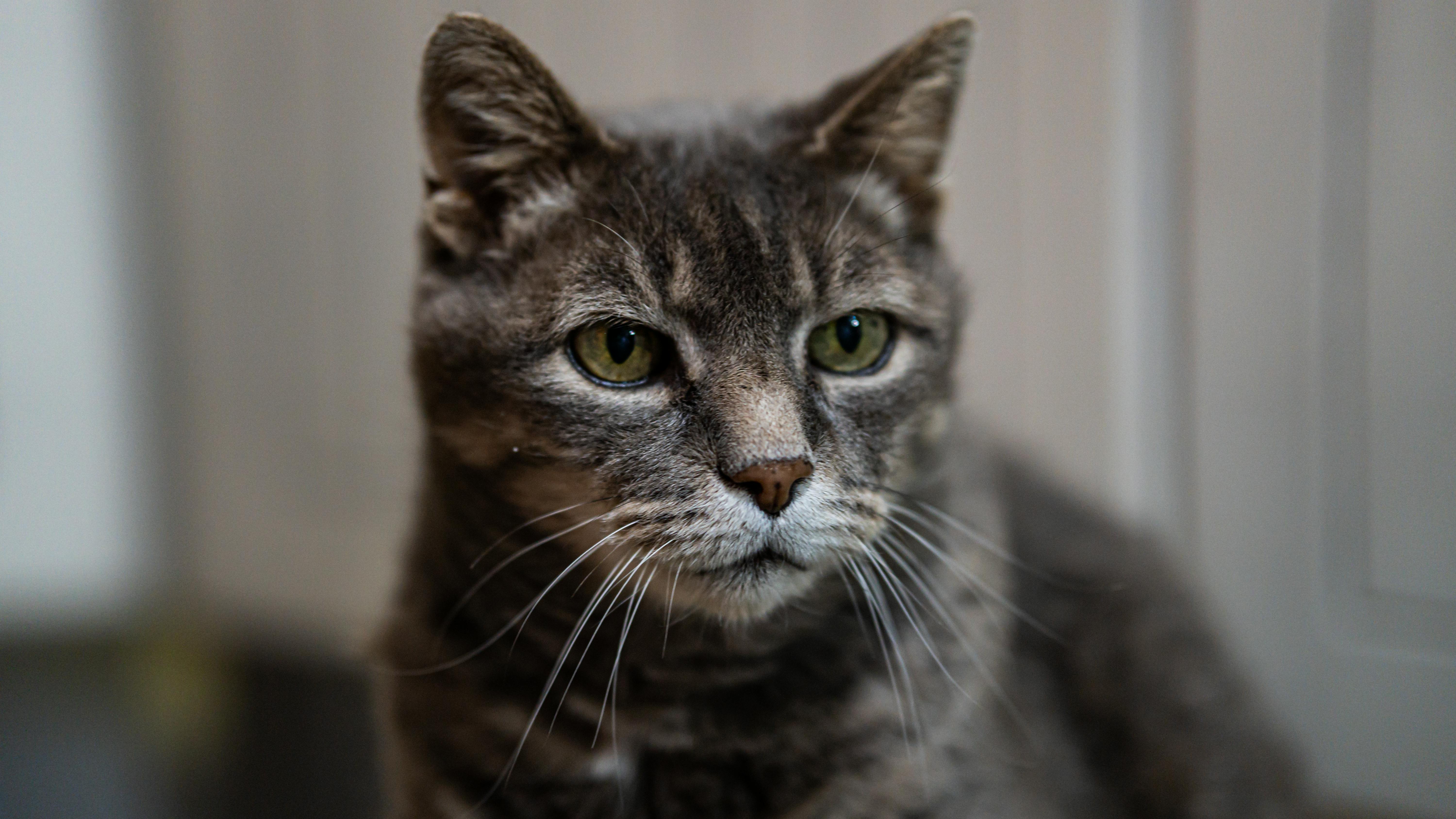 Doja Cat Photos, Download The BEST Free Doja Cat Stock Photos & HD Images