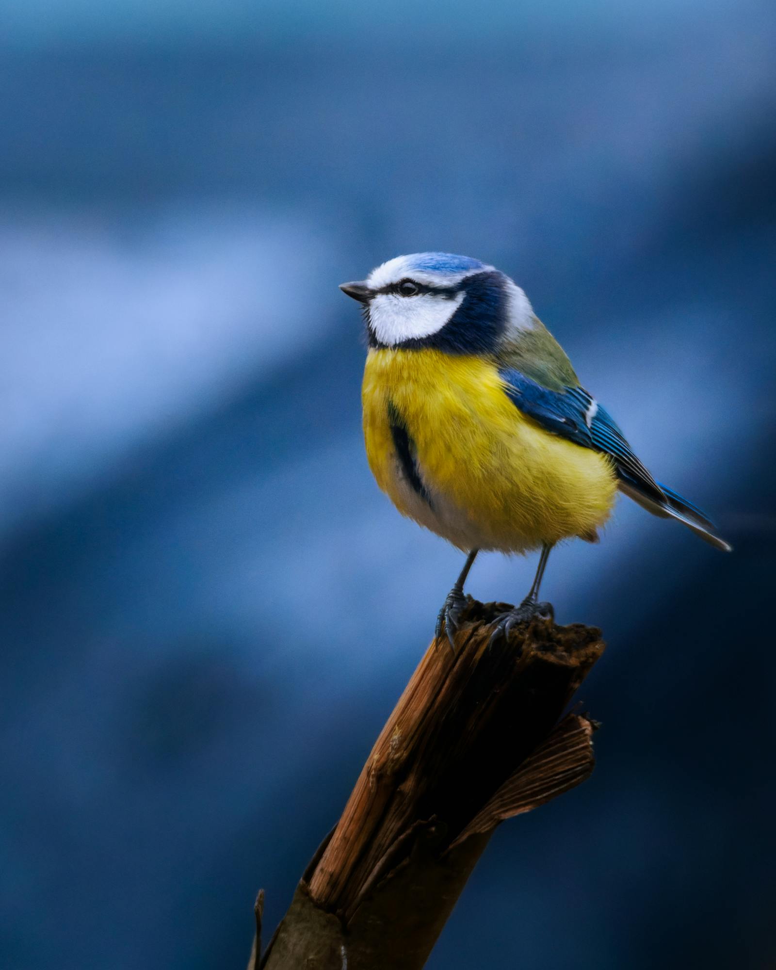 Bluetit Photos, Download The BEST Free Bluetit Stock Photos & HD Images