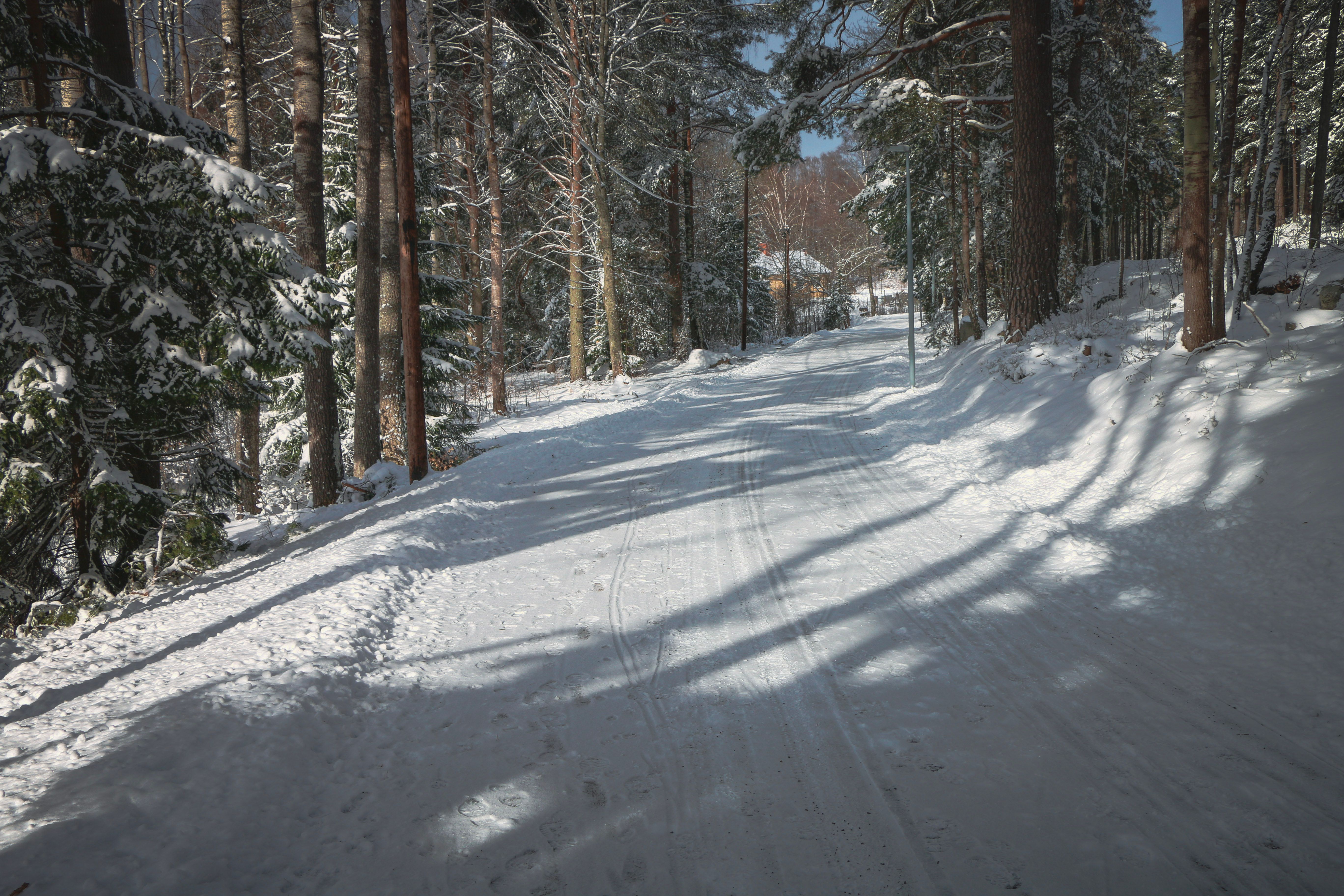 Snowed Forest Road · Free Stock Photo