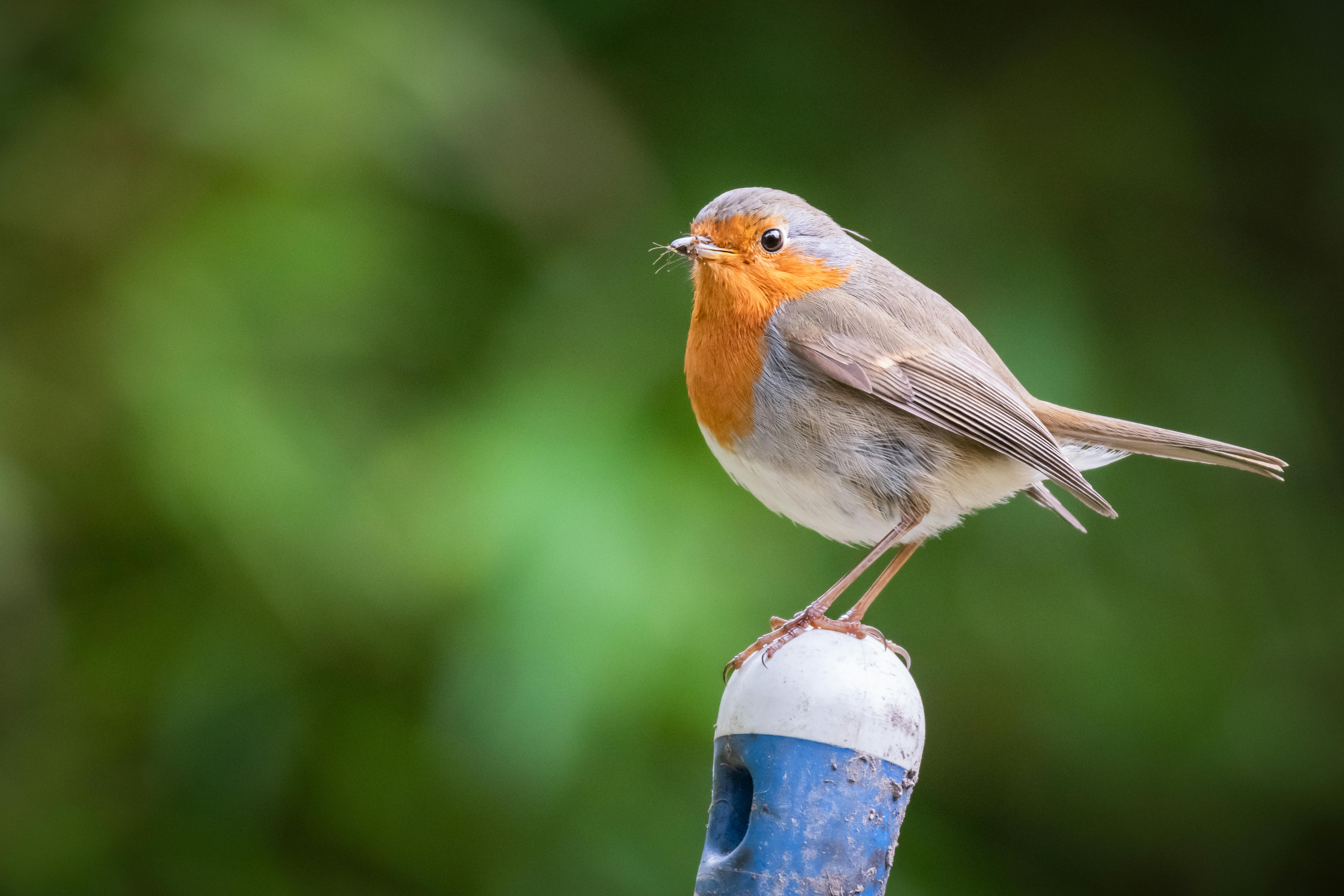Bird Sitting on Stick · Free Stock Photo