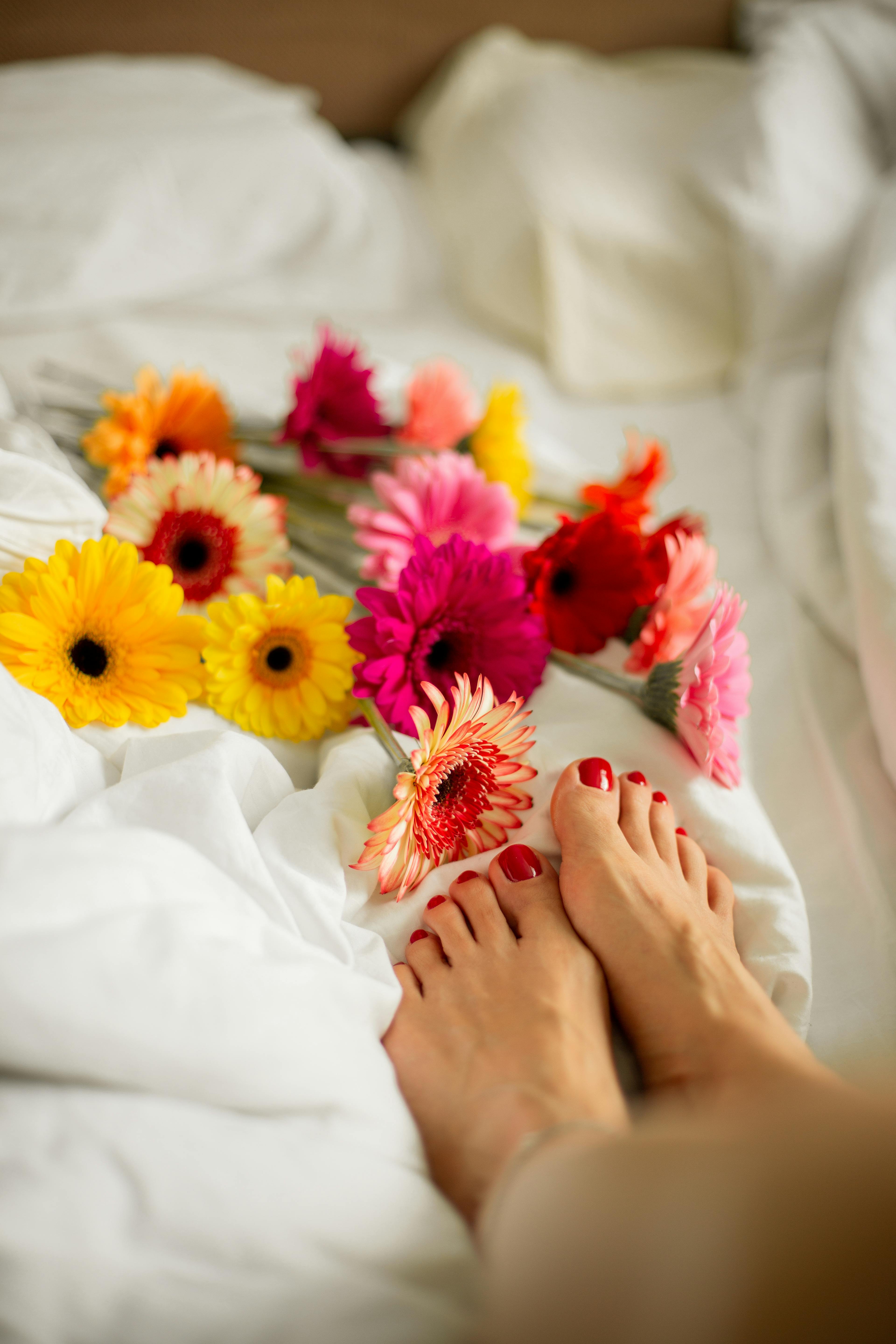 Gerbera Bed Photos, Download The BEST Free Gerbera Bed Stock Photos ...