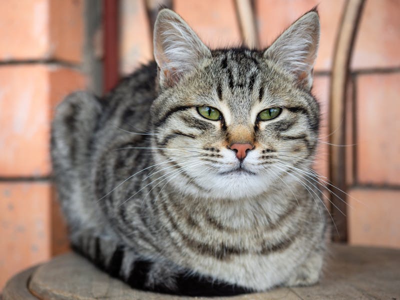 Tabby Cat Photos, Download The BEST Free Tabby Cat Stock Photos & HD Images