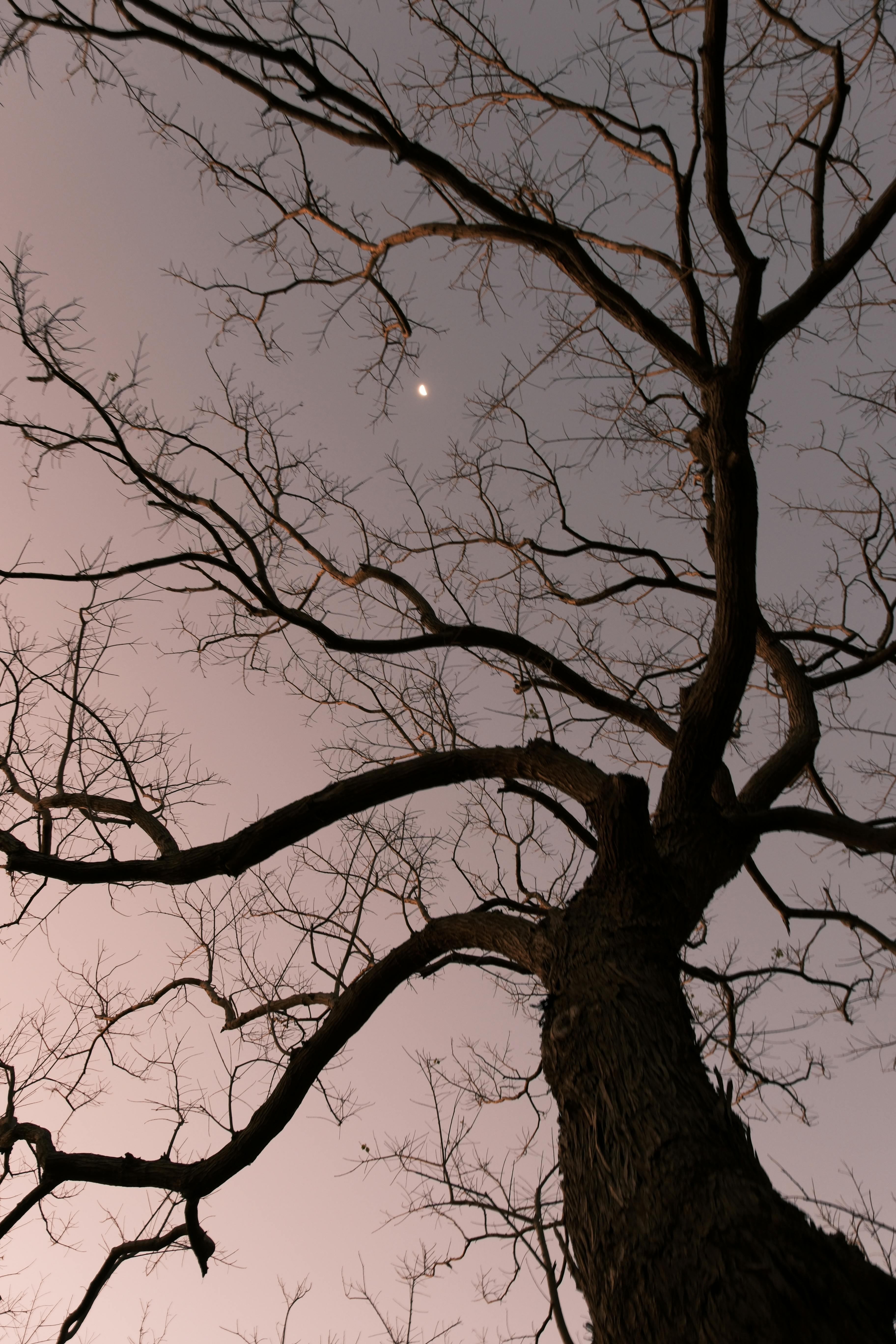 Sky over Tree at Dusk · Free Stock Photo