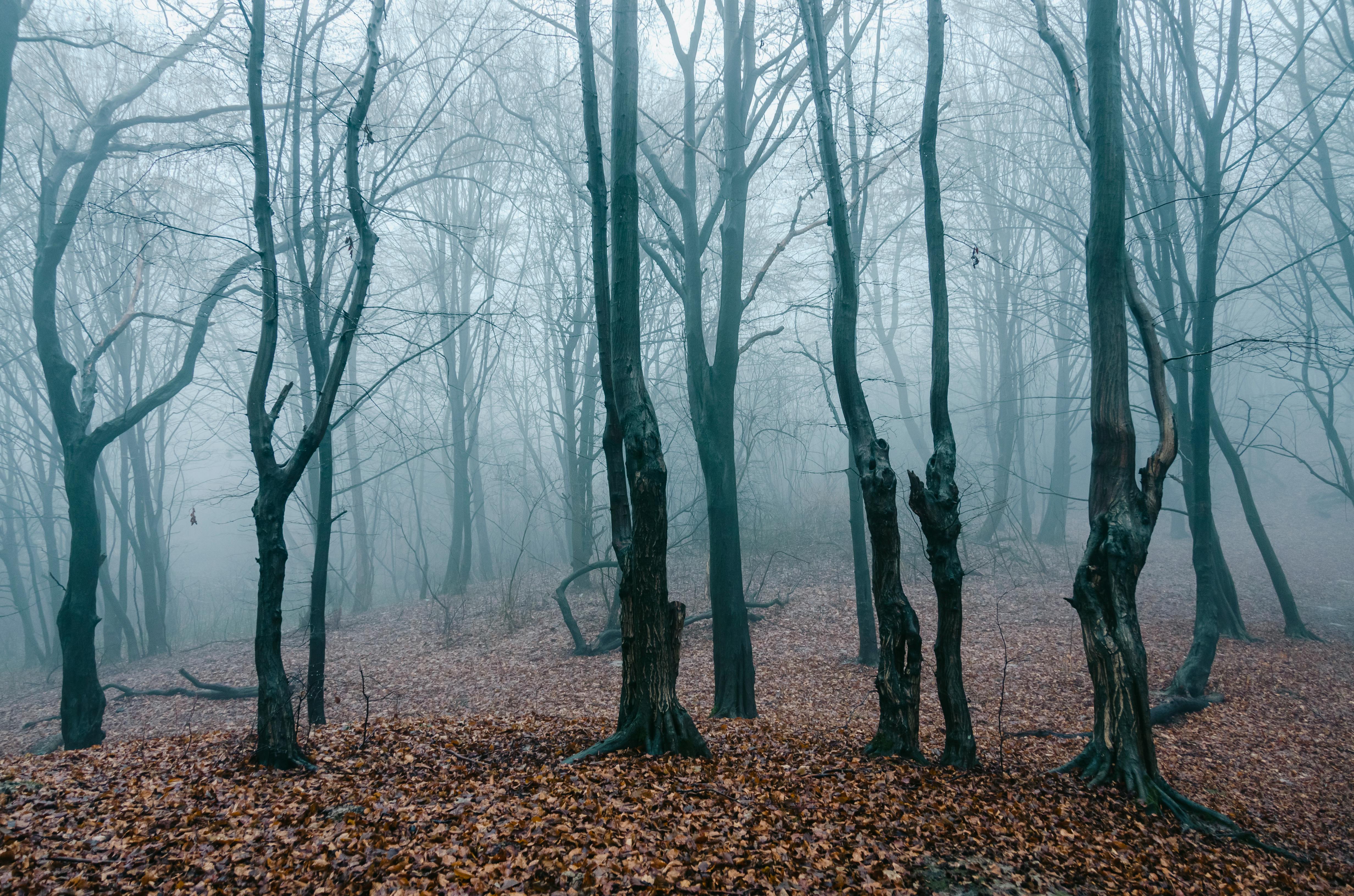 Foto profissional gratuita de árvores, declínio, floresta, madeira ...