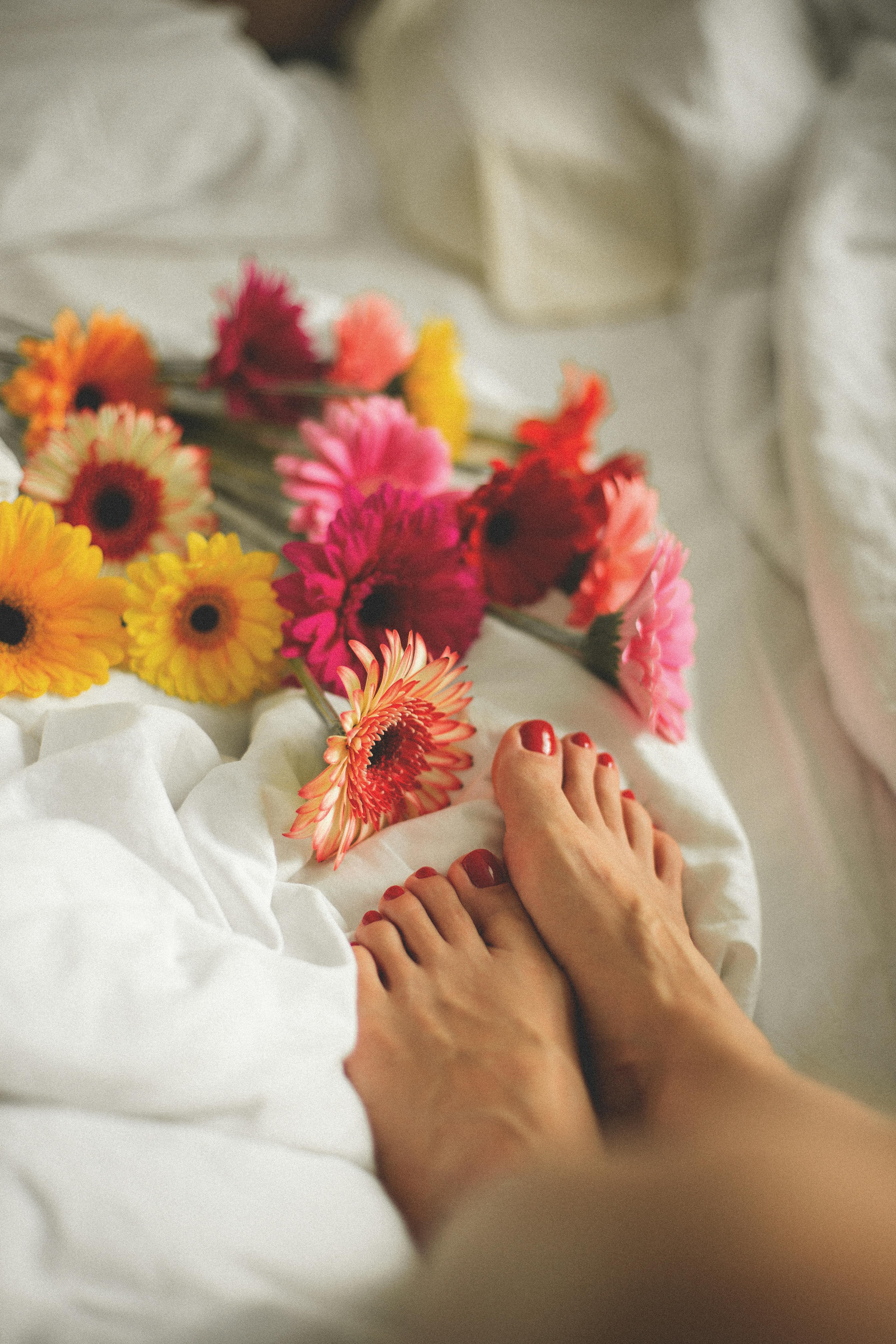 Delicate Gerbera Flowers on Bed · Free Stock Photo