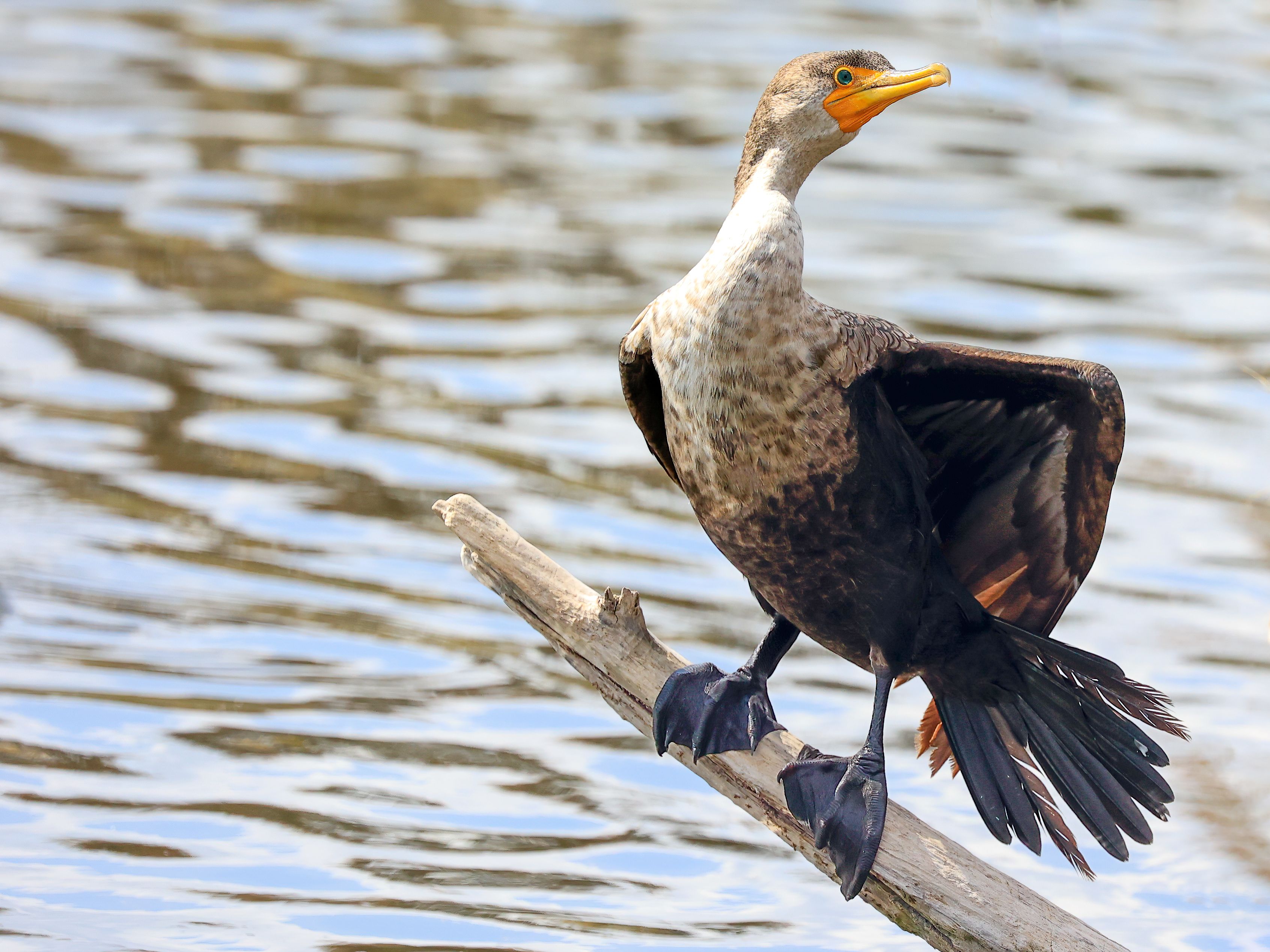 Chickens In The Wild Photos, Download The BEST Free Chickens In The ...