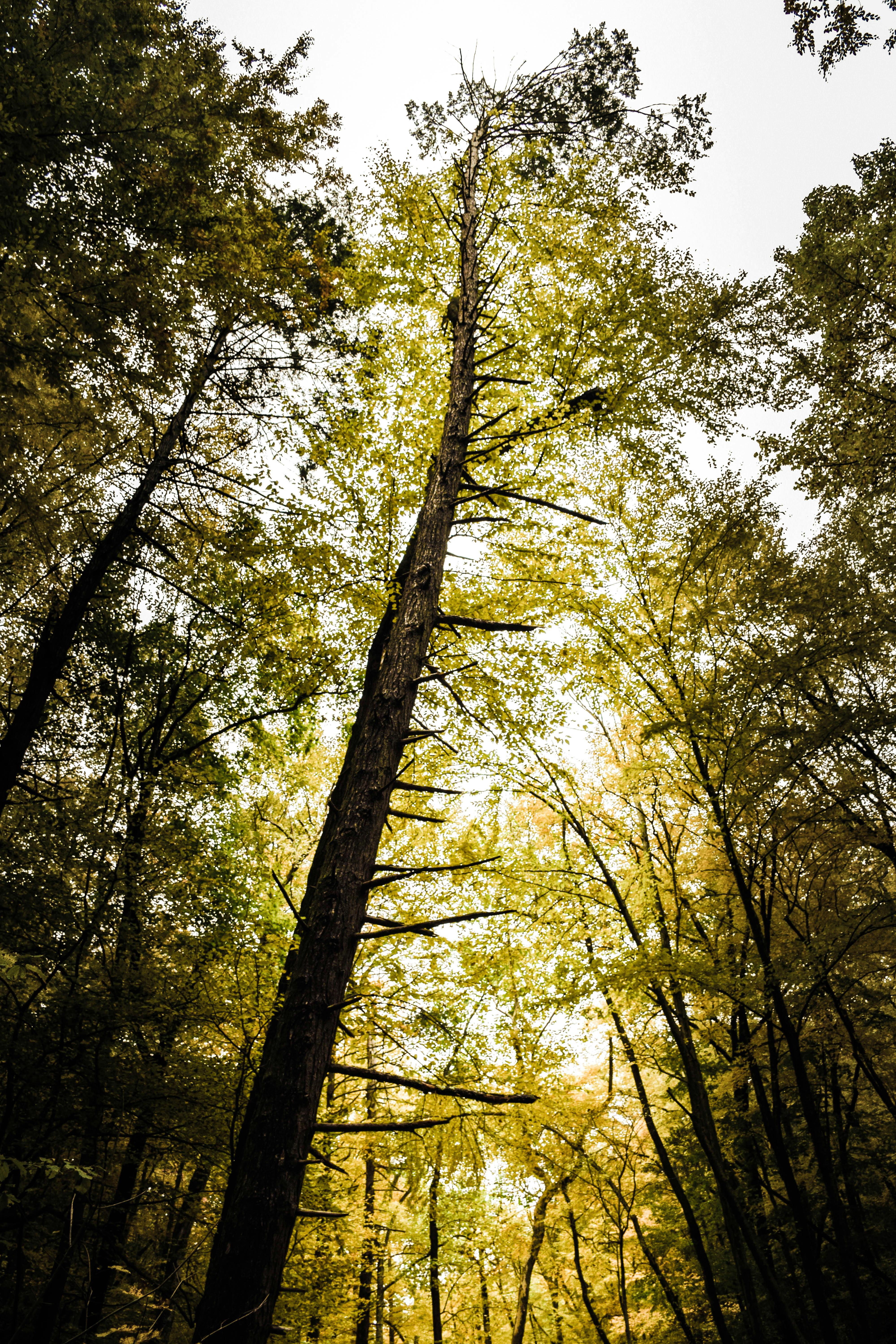 Low Angle Photography of Green-leafed Tree · Free Stock Photo