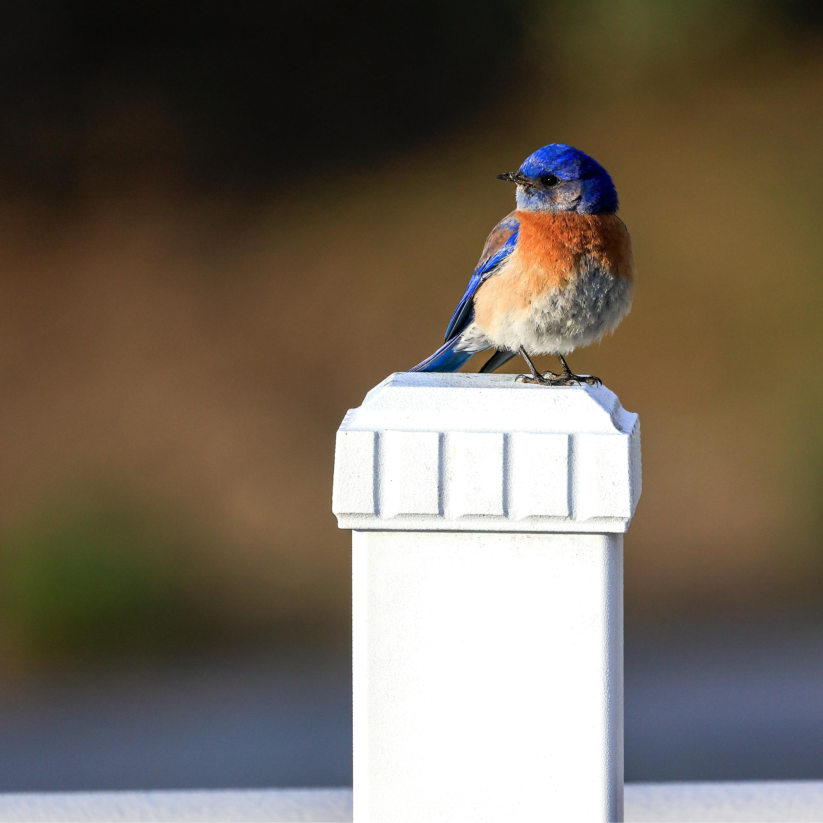 Bird Perching on Post · Free Stock Photo