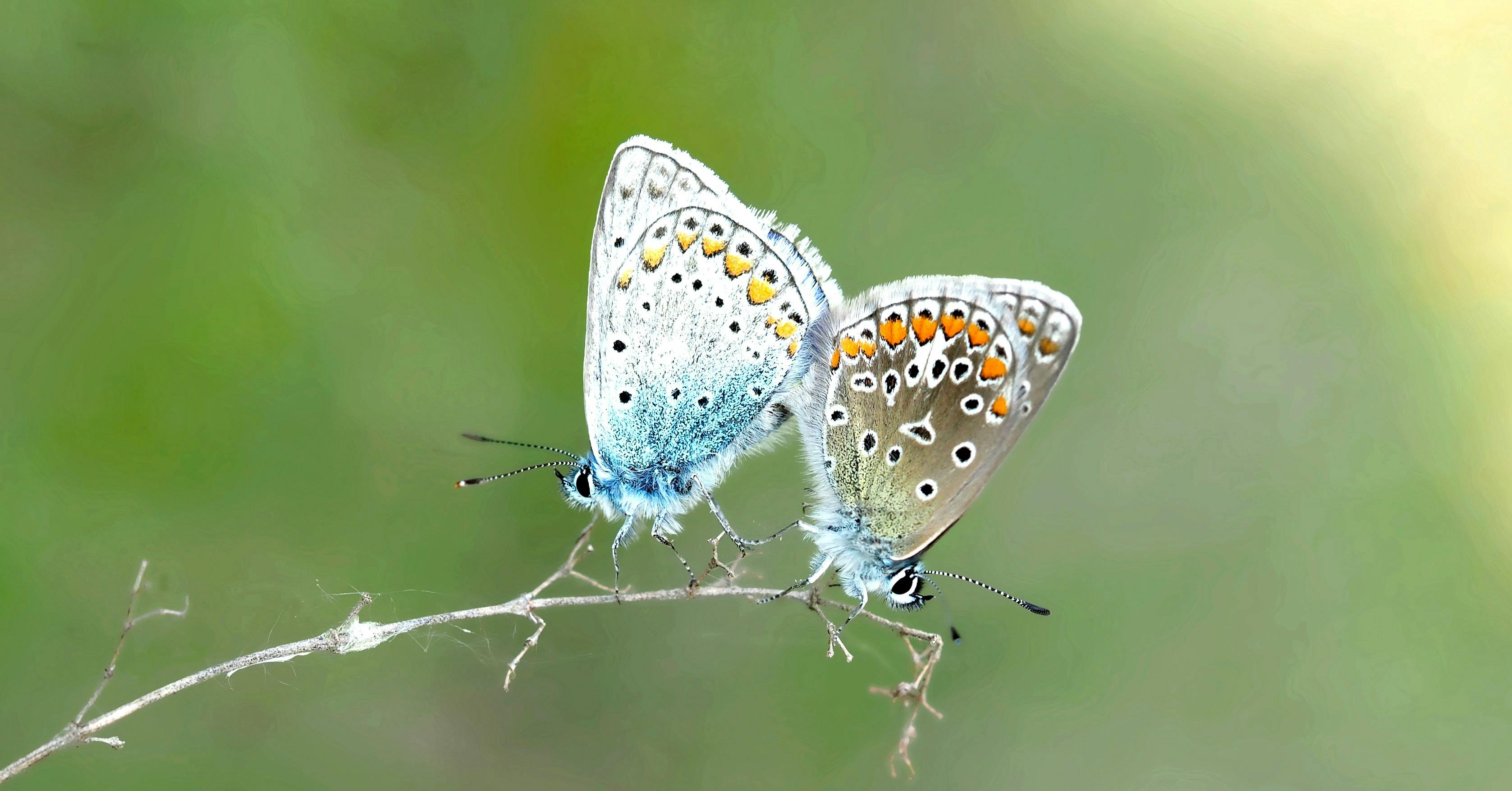 2 Butterfly on Plant Steam · Free Stock Photo