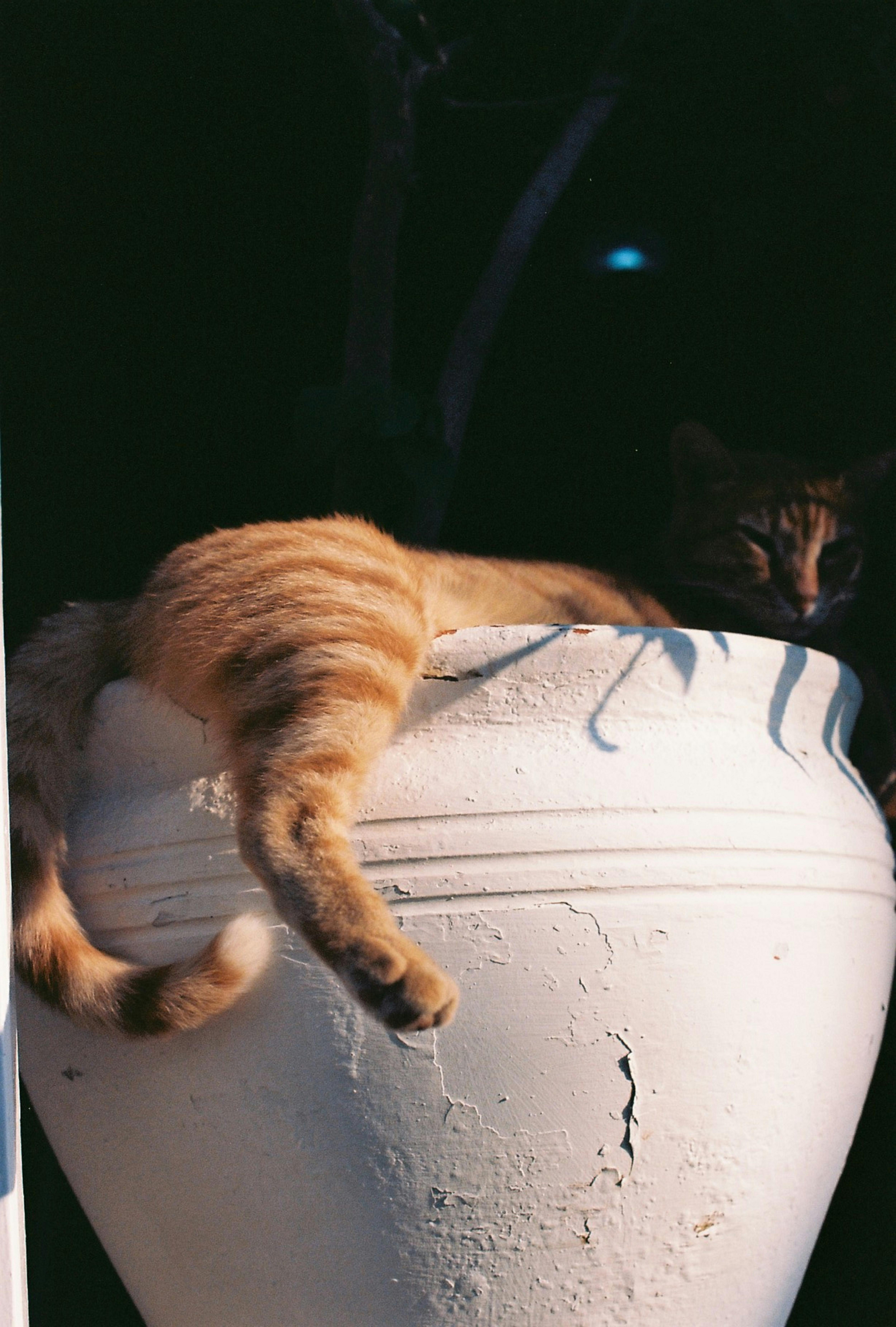 Sigma Cat Photos, Download The BEST Free Sigma Cat Stock Photos & HD Images