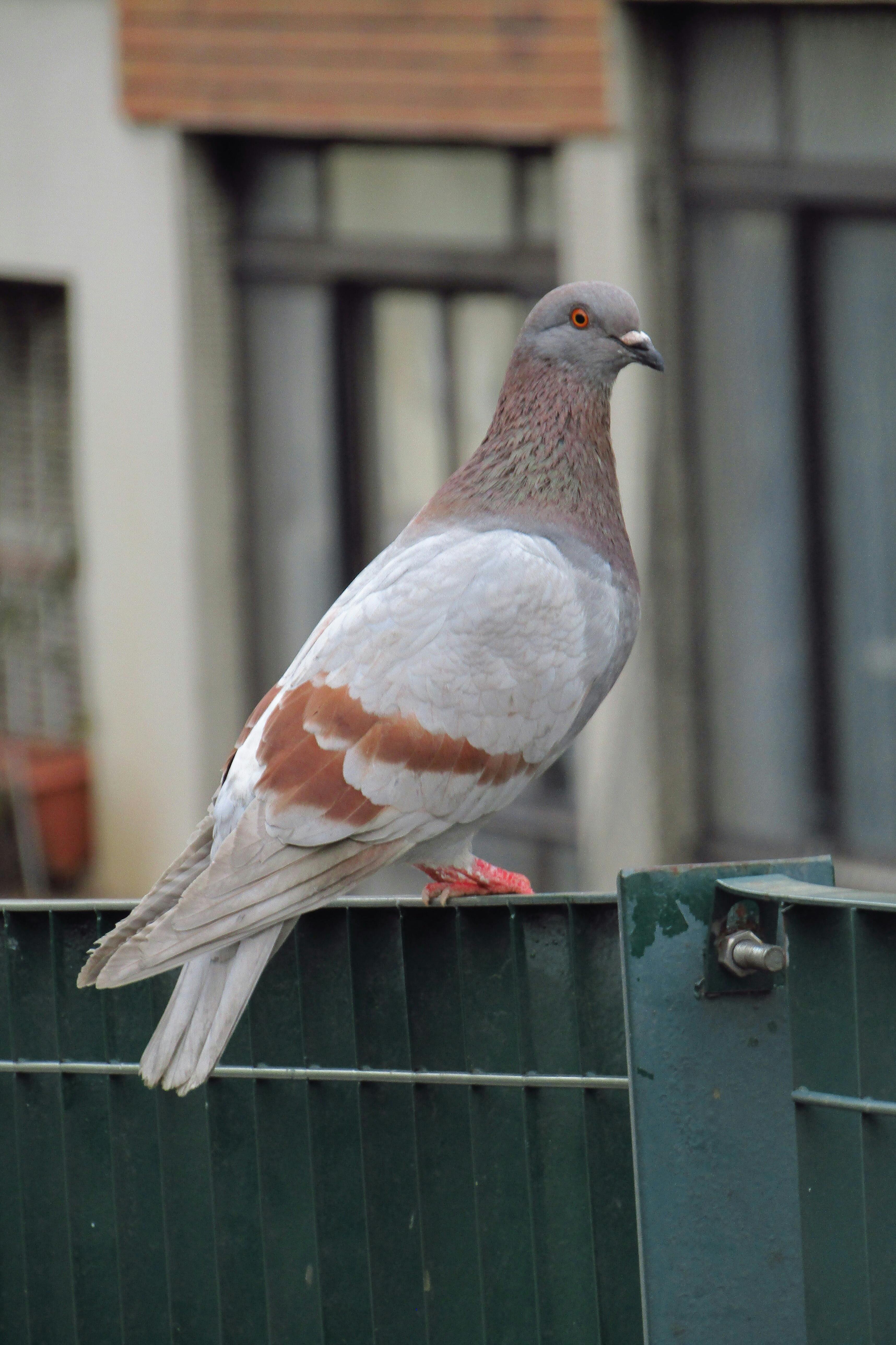 Pigeon · Free Stock Photo