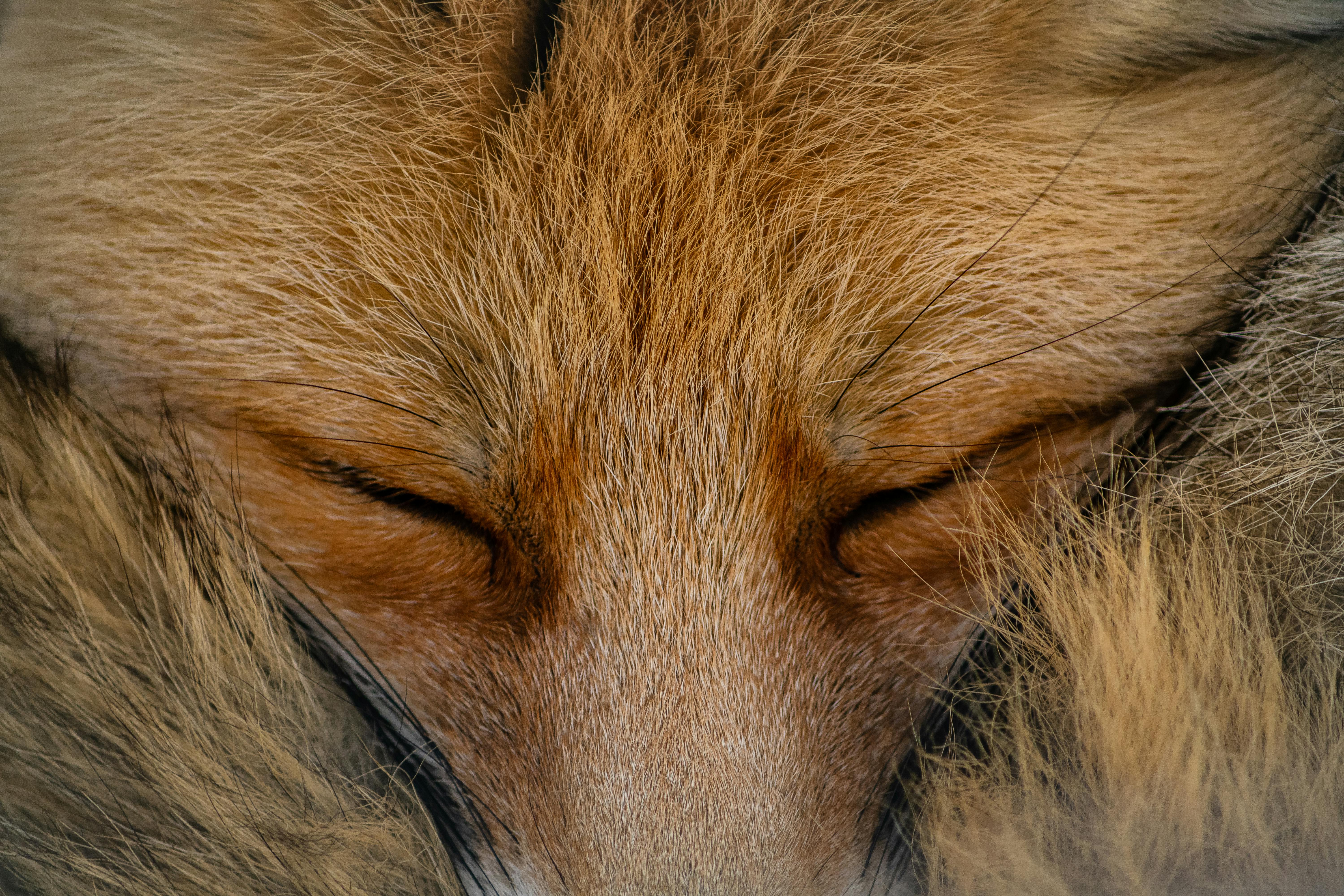 Close Up Photo of True Fox Animal at Daytime · Free Stock Photo