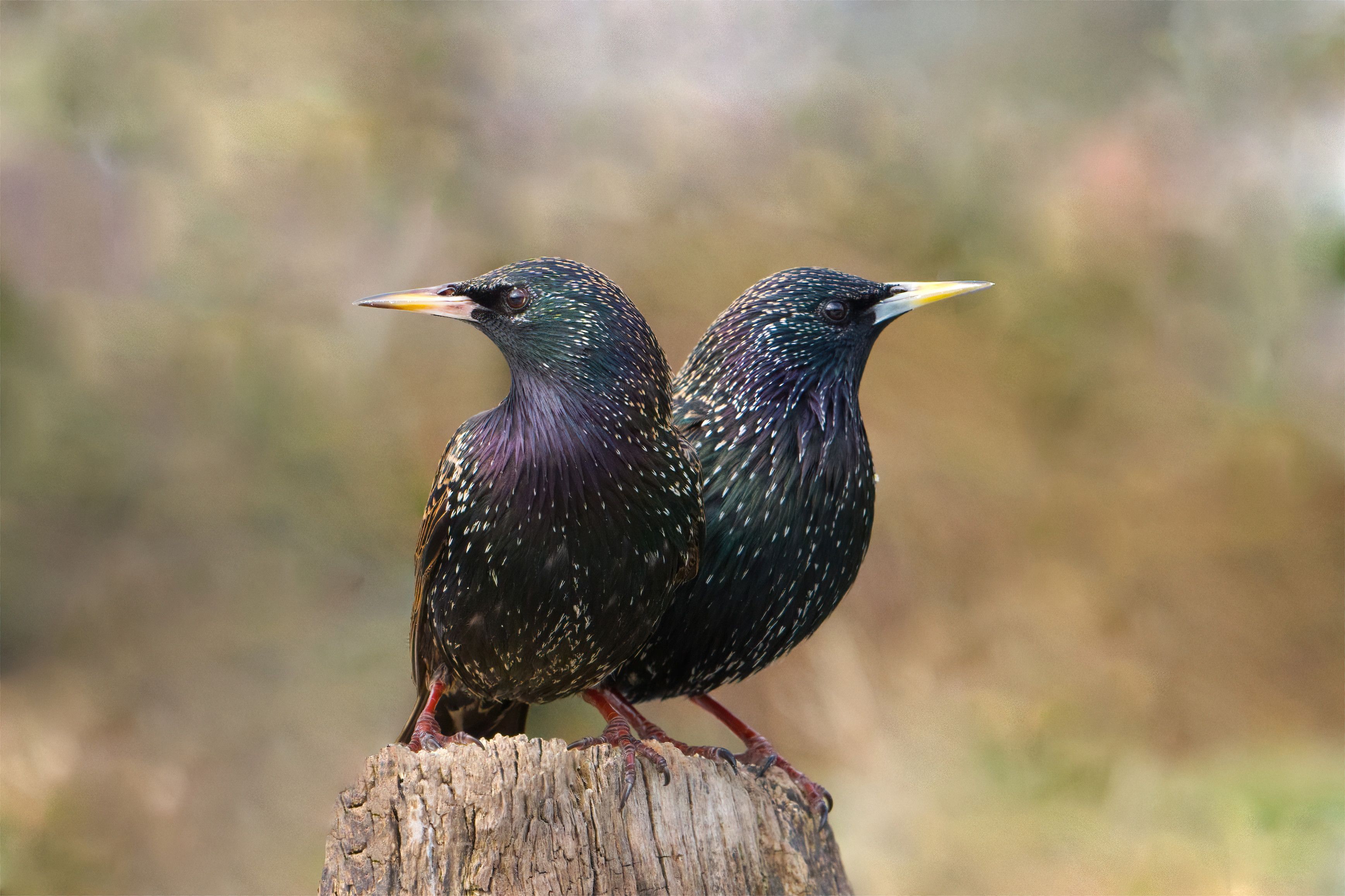 Close up of Perching Birds · Free Stock Photo