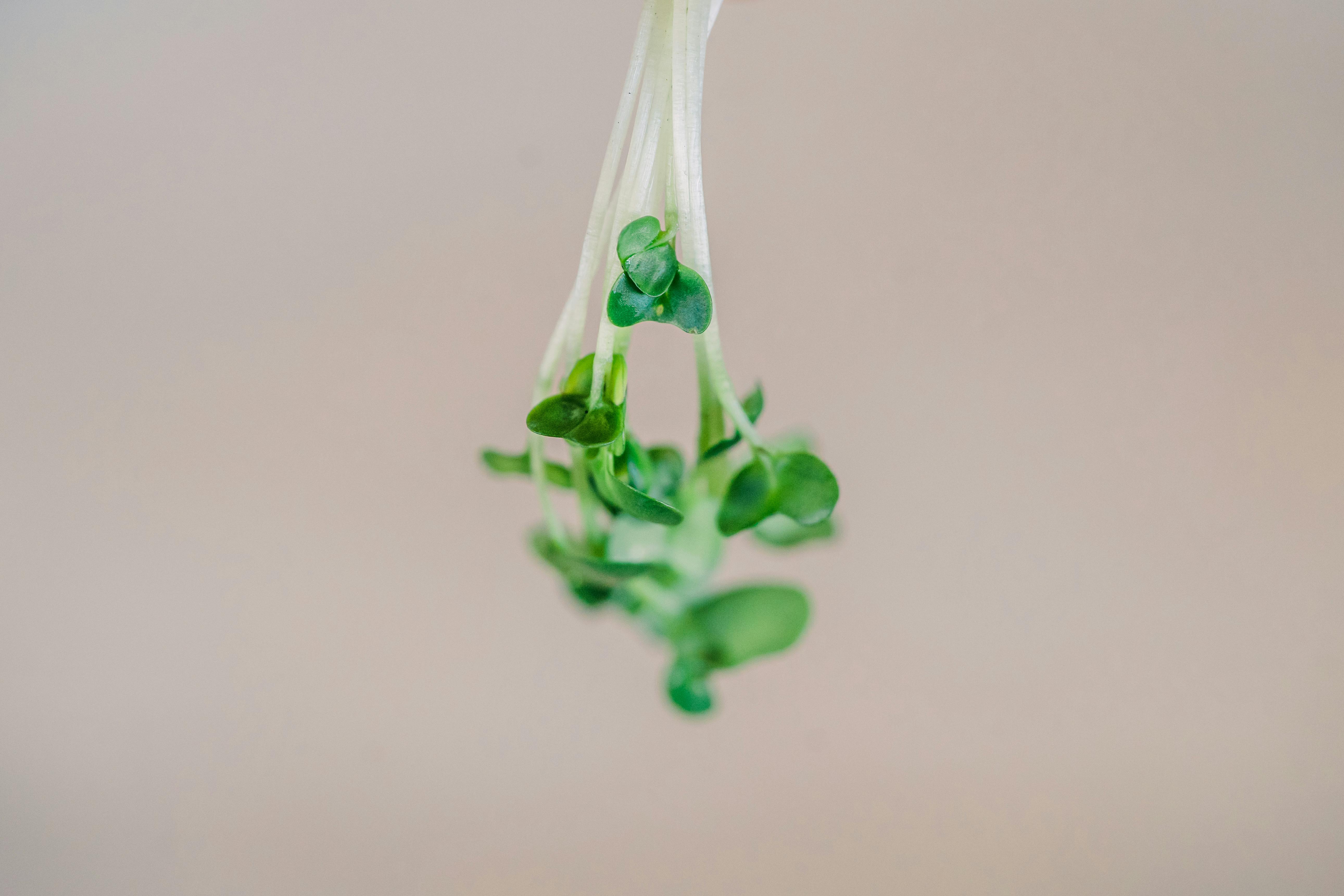 Close up of Sprouts · Free Stock Photo