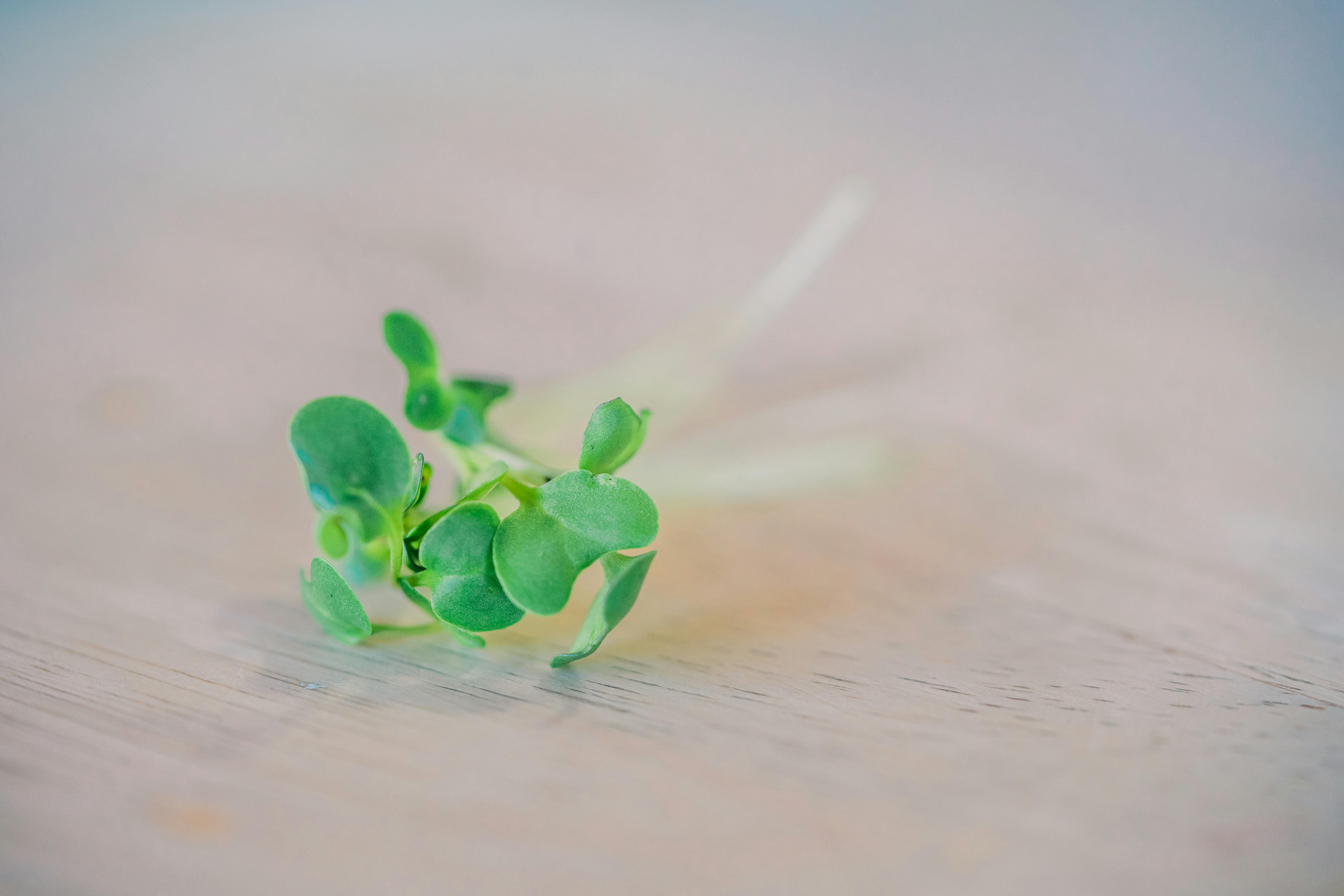Close-up of a a Green Sprout · Free Stock Photo