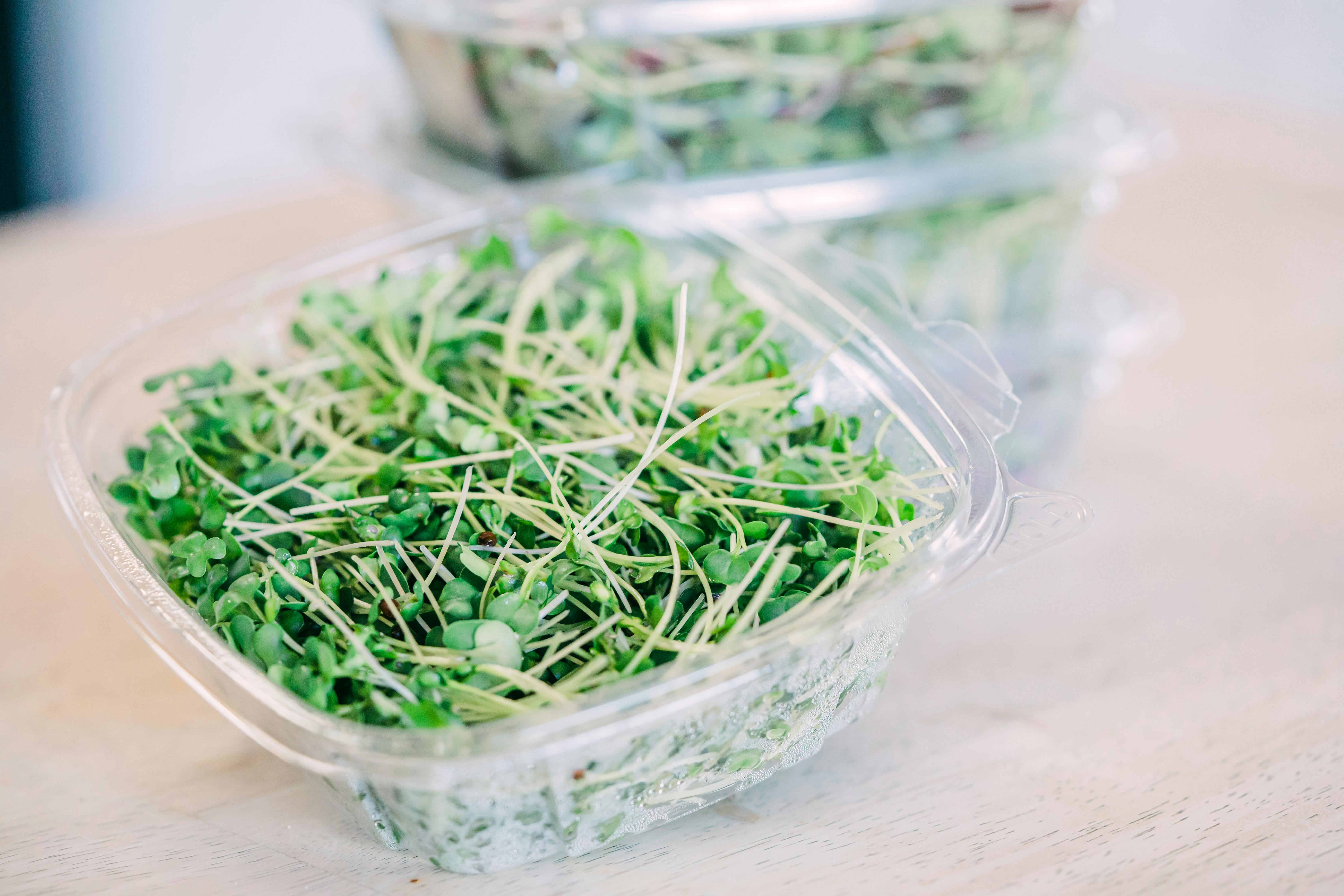 Sprouts in a Food Box · Free Stock Photo