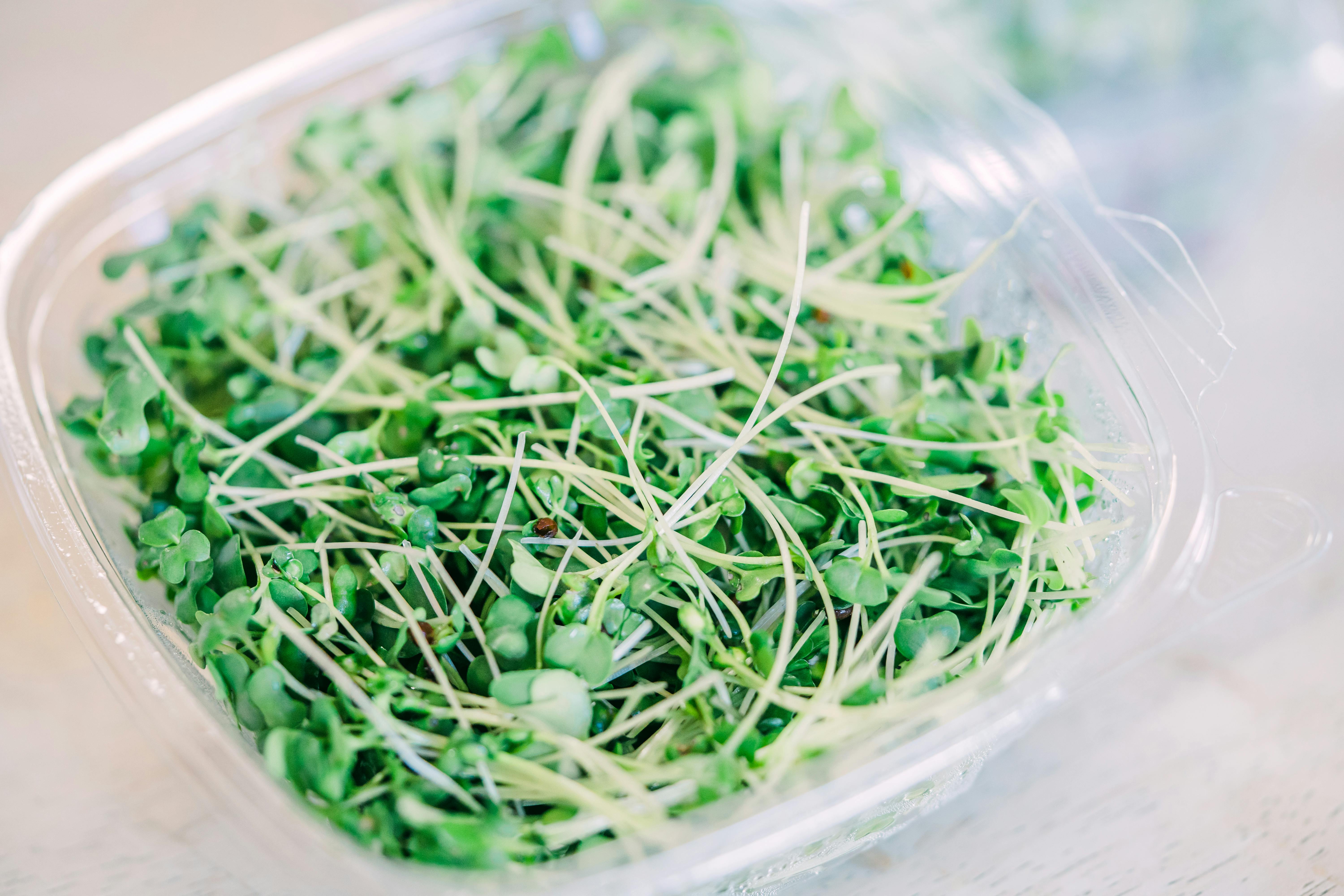 Close-up of a Box of Sprouts · Free Stock Photo