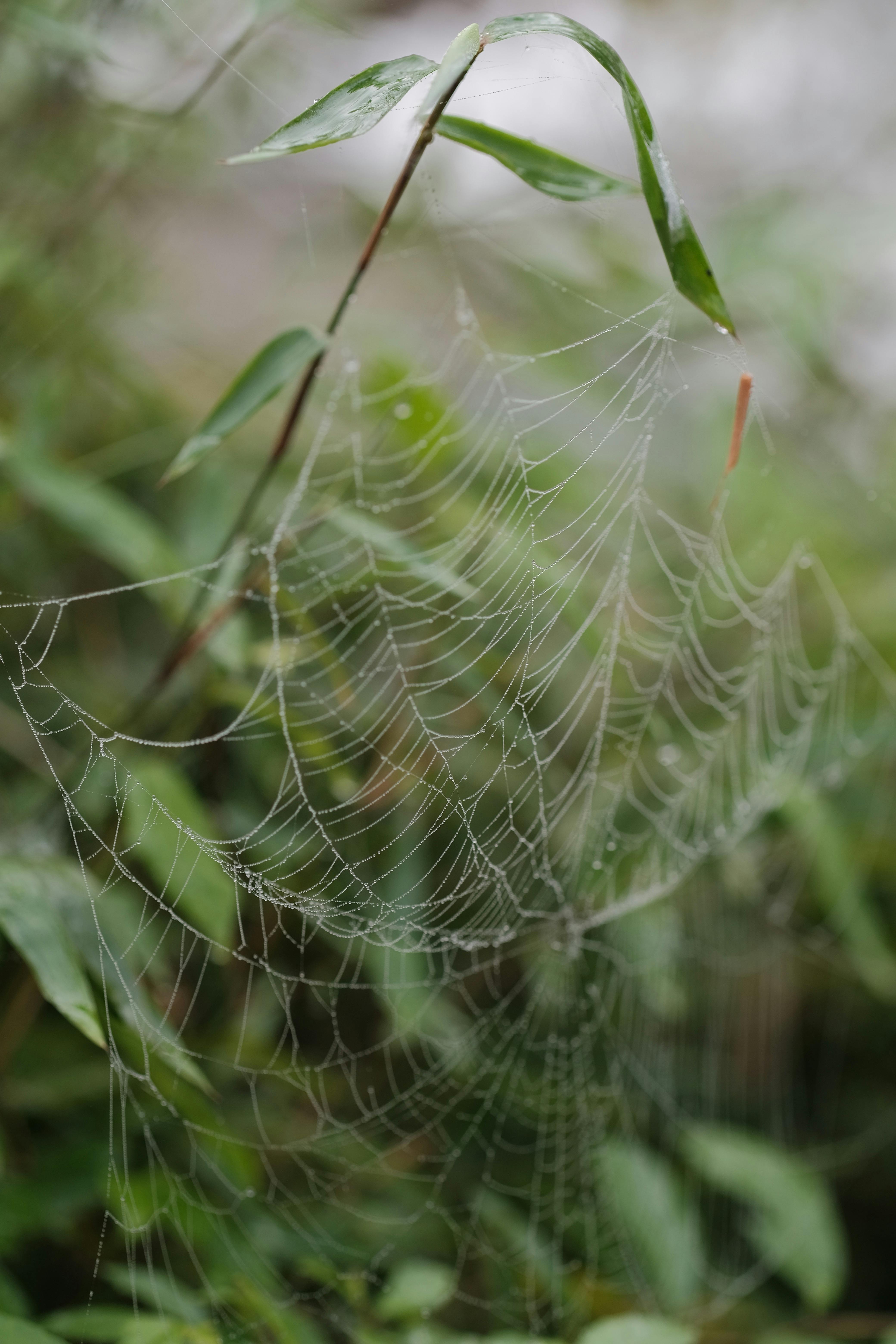 Spiderweb on Plant · Free Stock Photo